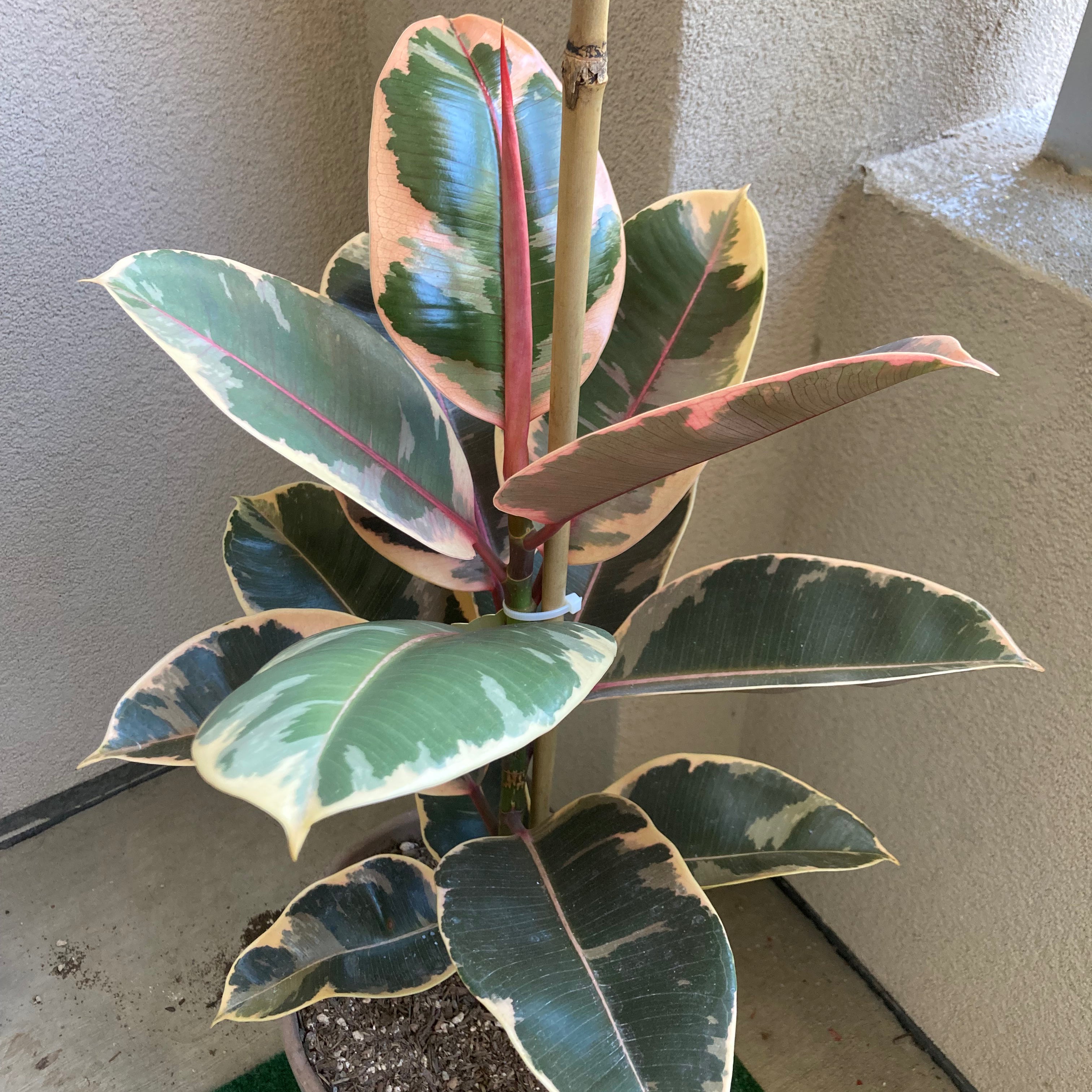 ️ How Do I Propagate My Variegated Rubber Tree?
