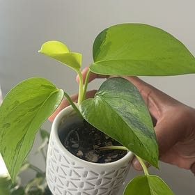 Keep Your Teruno Carnival Pothos Alive: Light, Water & Care Instructions