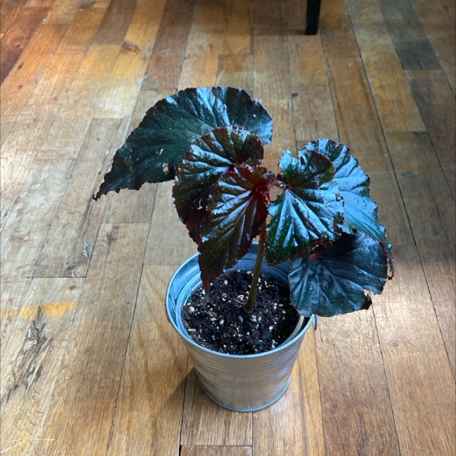 Begonia 'Black Magic' Plant Care: Water, Light, Nutrients | Greg App 🌱