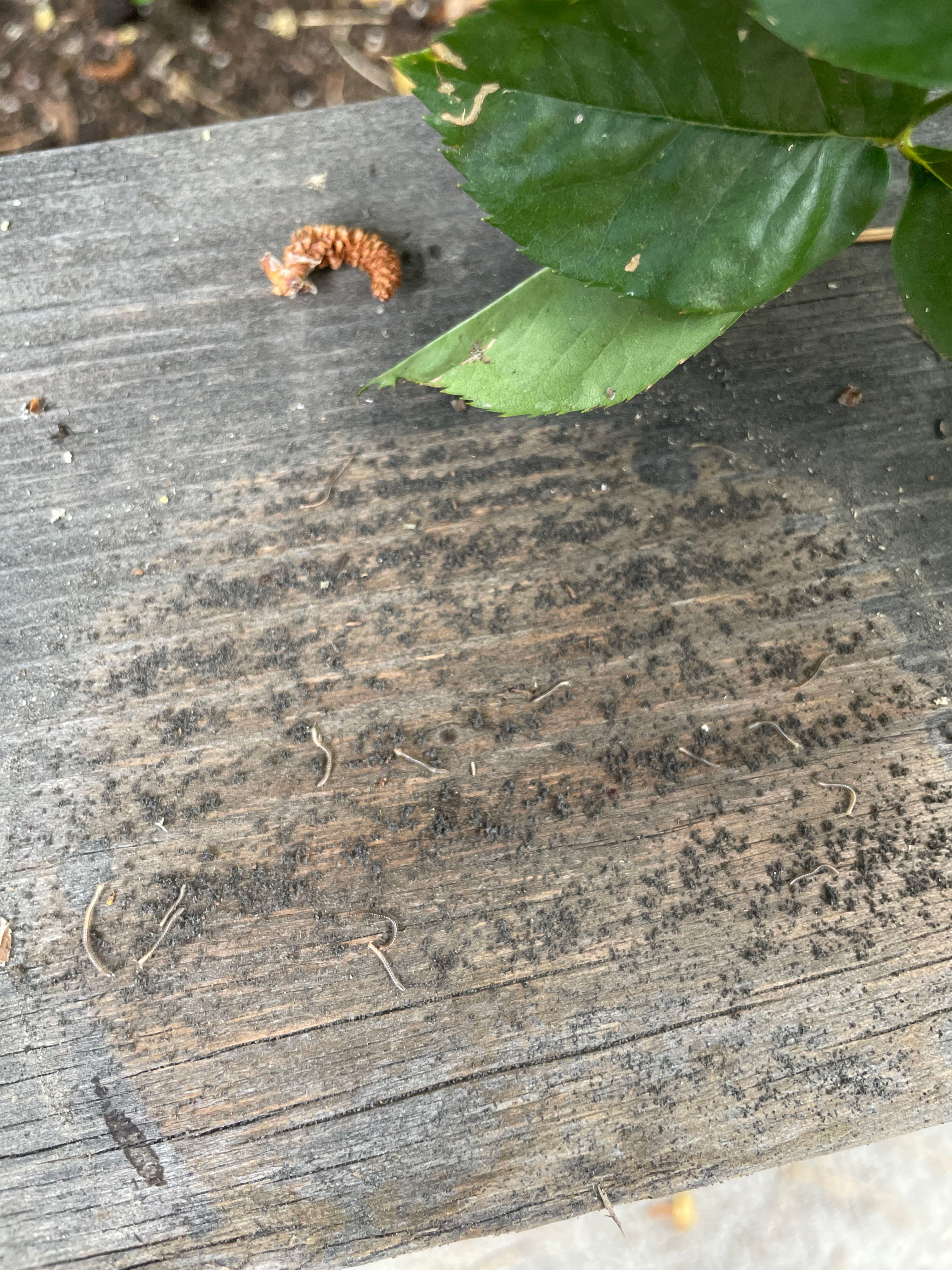 🌻 How to Fix Droopy Leaves on Your Sunflower