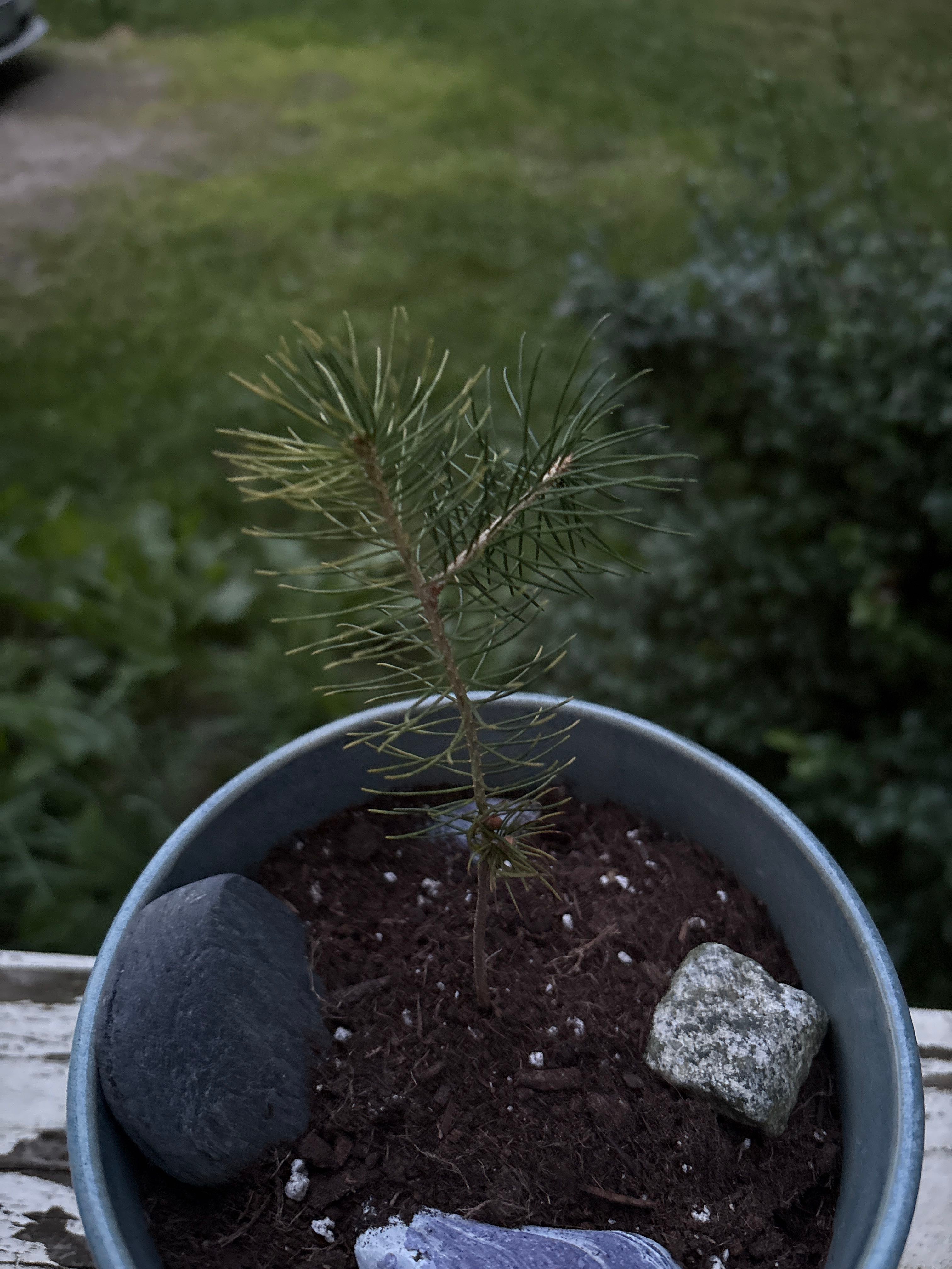 Key Stages in the Life of a Spruce 🌲