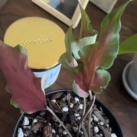 The Complete Kaladium™ 'Fairytale Princess™' Plant Care Guide: Water ...
