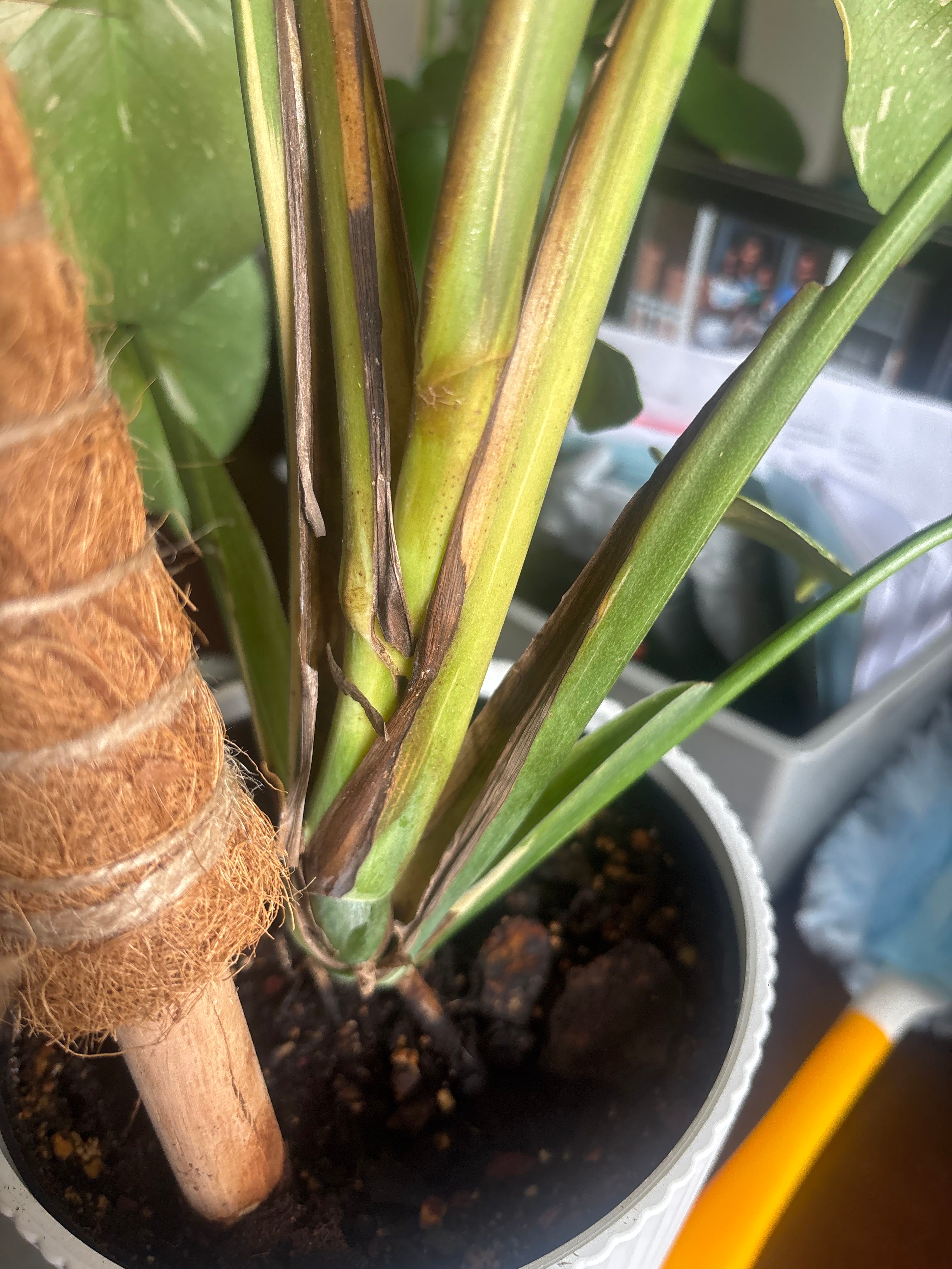 Why are my leaves turning brown and the edges of the stem...