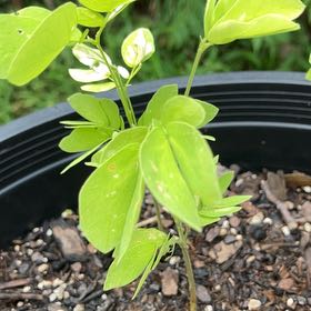 Monkeypod Tree: How Much Water & Light Does it Need to Thrive?