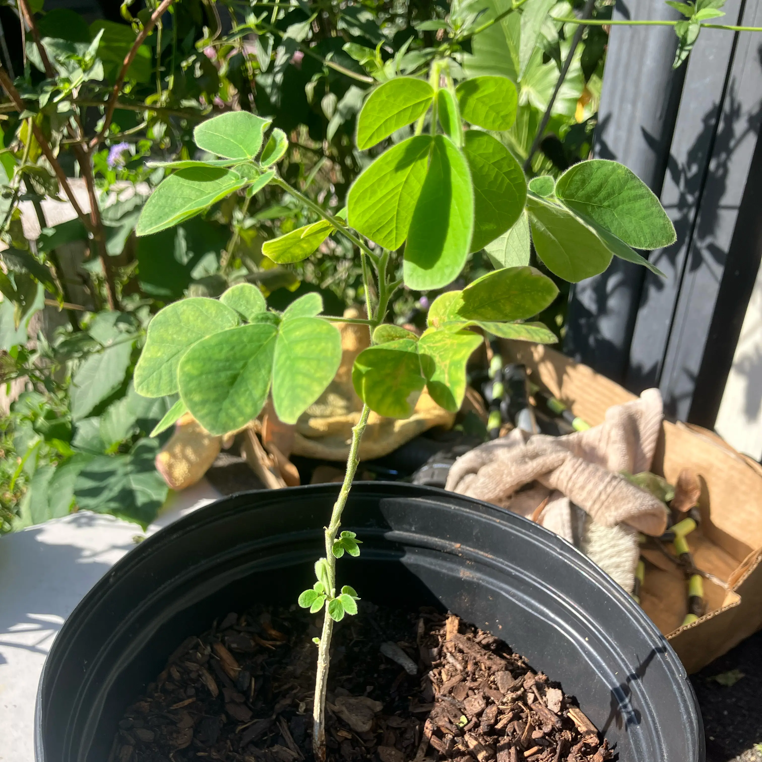 The Complete Monkeypod Tree Plant Care Guide: Water, Light & Beyond