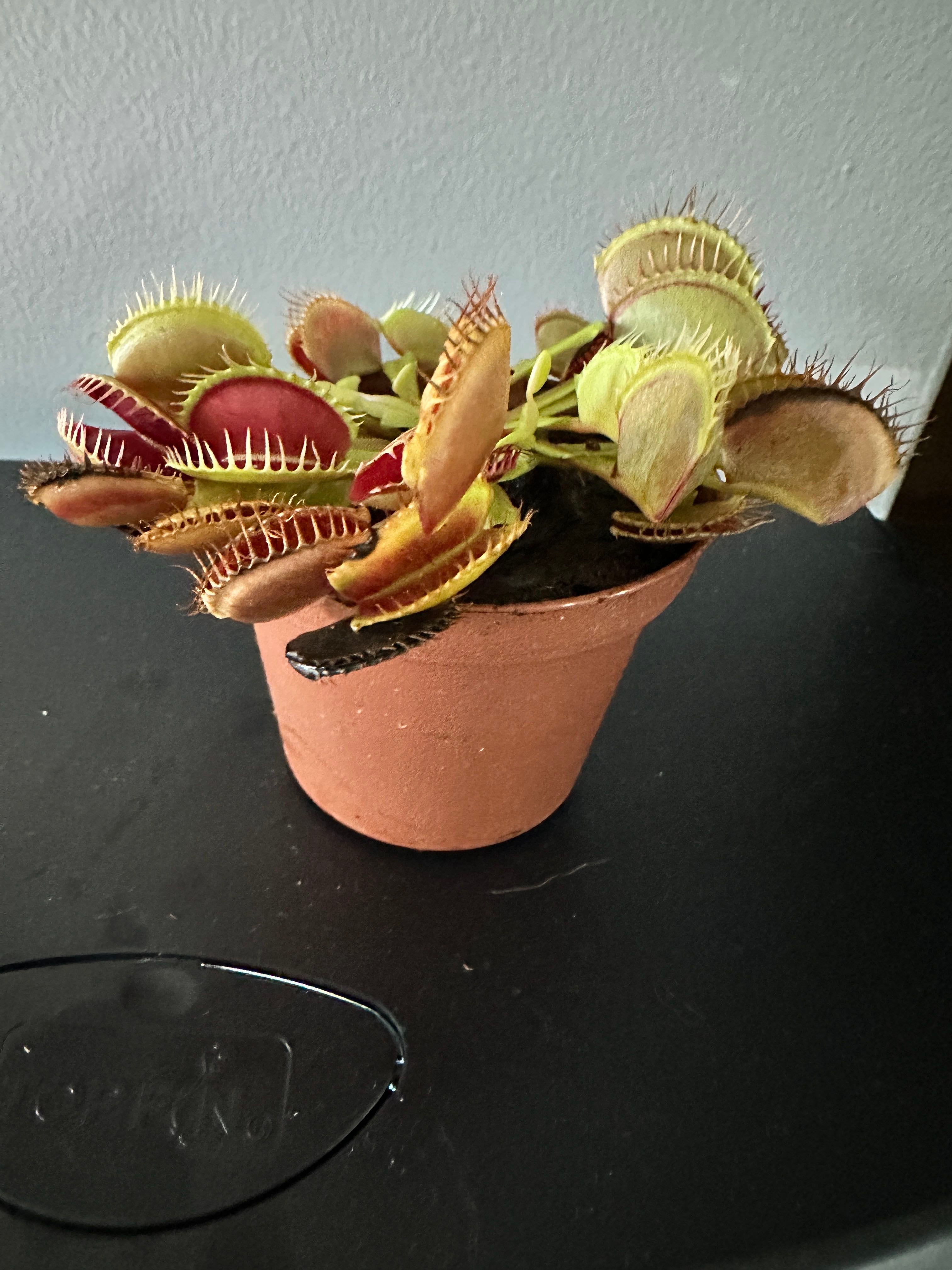 🪰 Ultimate Guide to Light Requirements for Venus Fly Trap