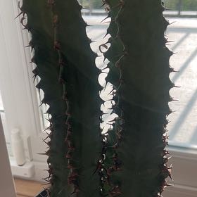The Complete Euphorbia ingens 'Chocolate Drop' Plant Care Guide: Water ...