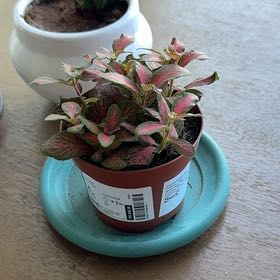 Captain Plant-it | A plant by @Jksmendoza on Greg