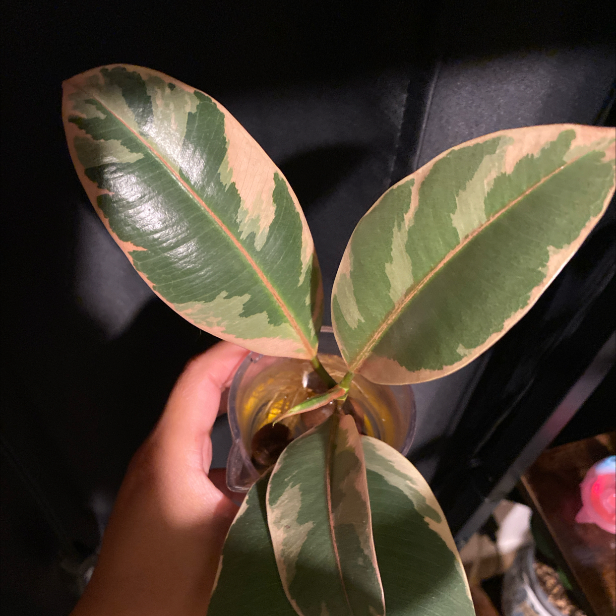 Keep Your Tricolor Rubber Tree Alive: Light, Water & Care Instructions