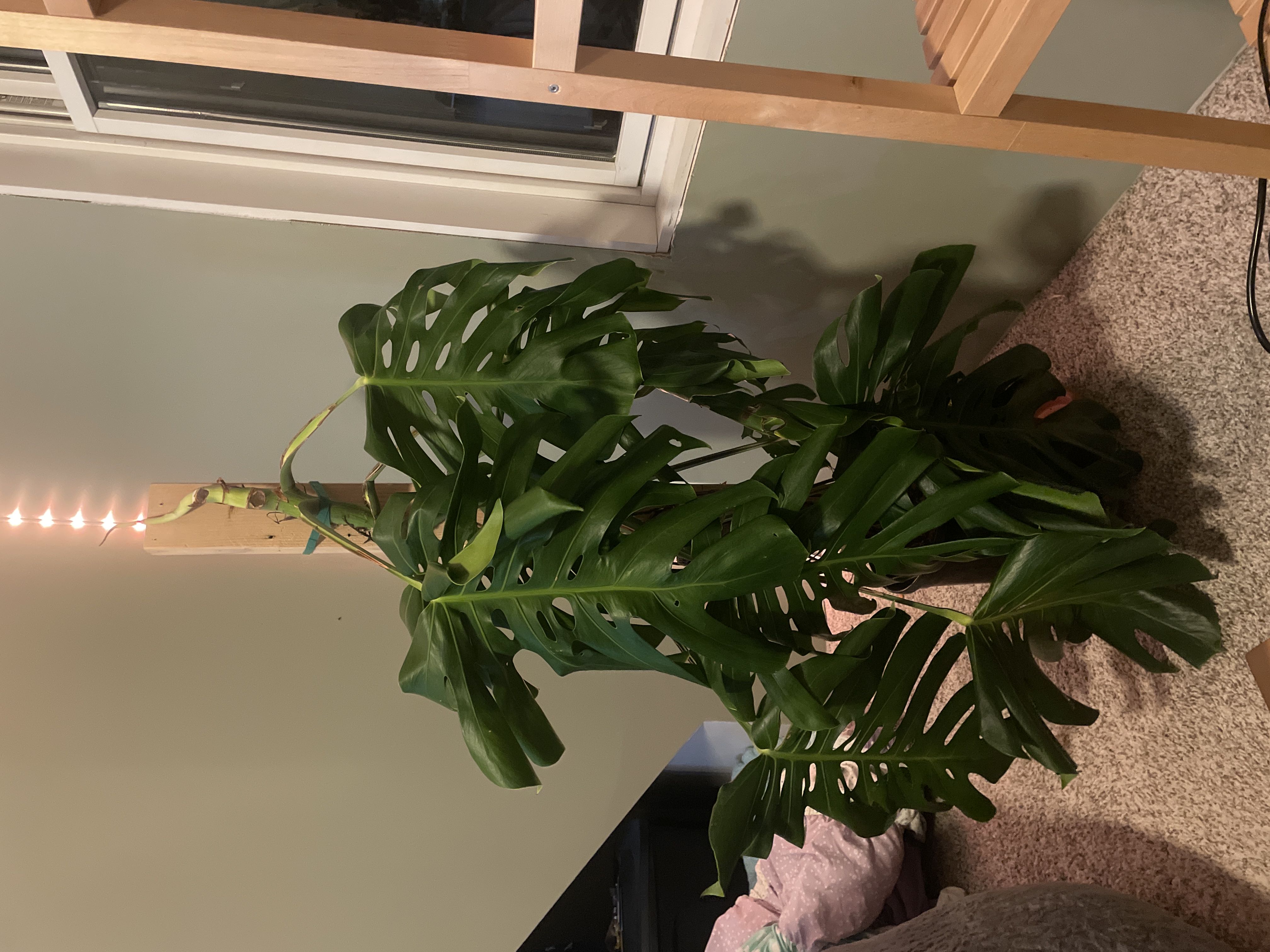 The Complete Monstera Plant Care Guide: Water, Light & Beyond