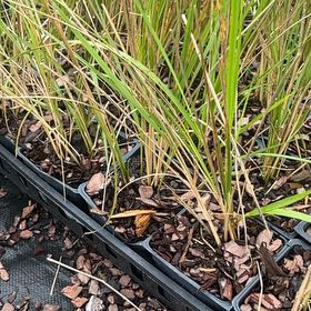 Karl forrester Plant Care: Water, Light, Nutrients | Greg App 🌱