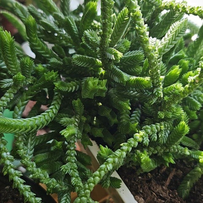 Keep Your Princess Pine Alive: Light, Water & Care Instructions