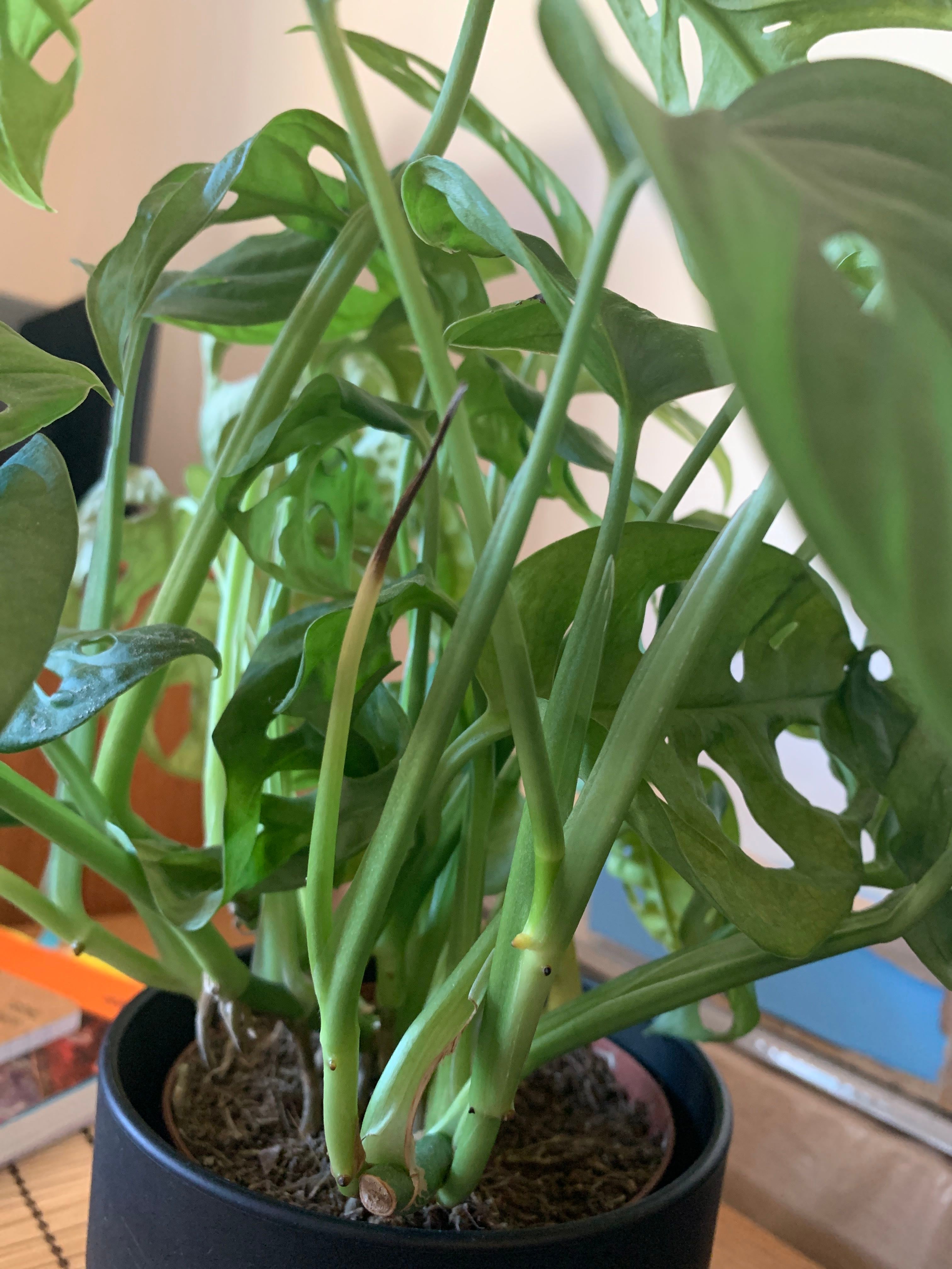 How to Care for Window Leaf: Mastering Water, Sunlight & More