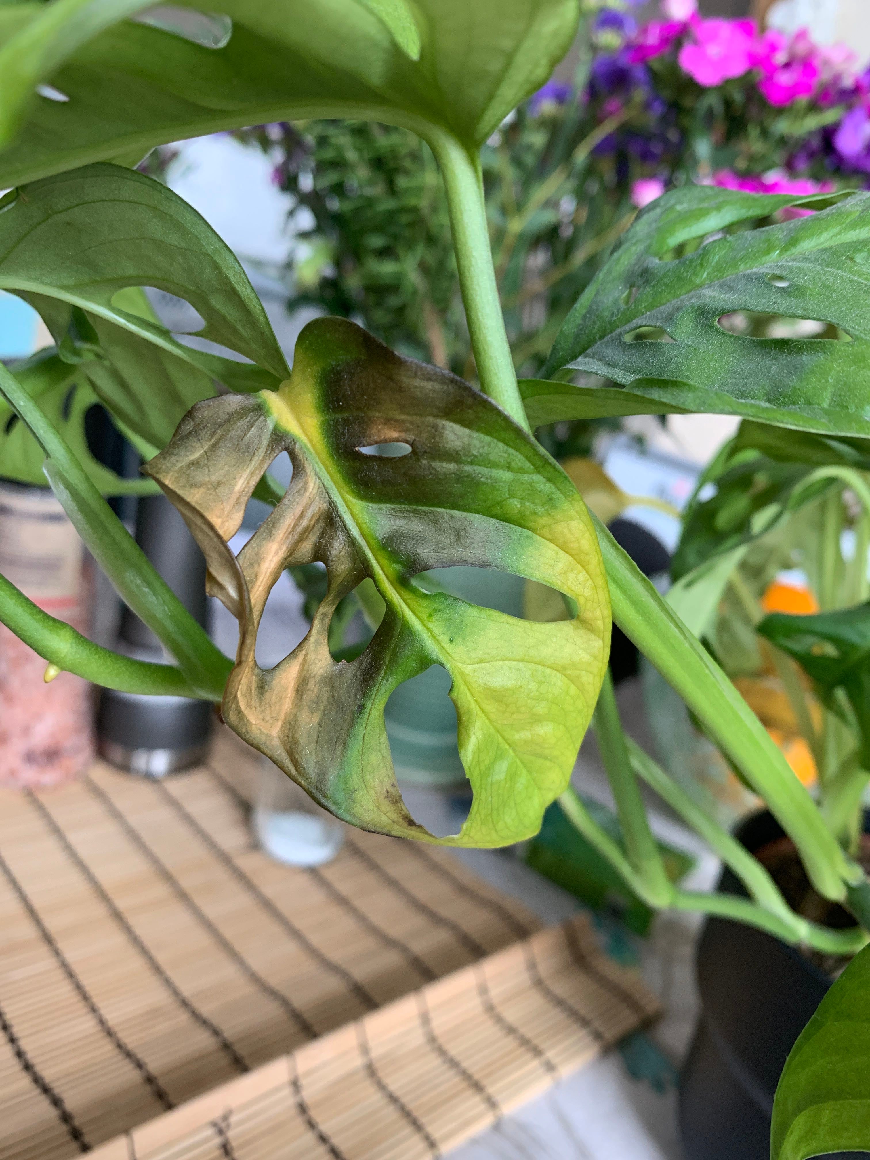 Window Leaf: How Much Water & Light Does it Need to Thrive?