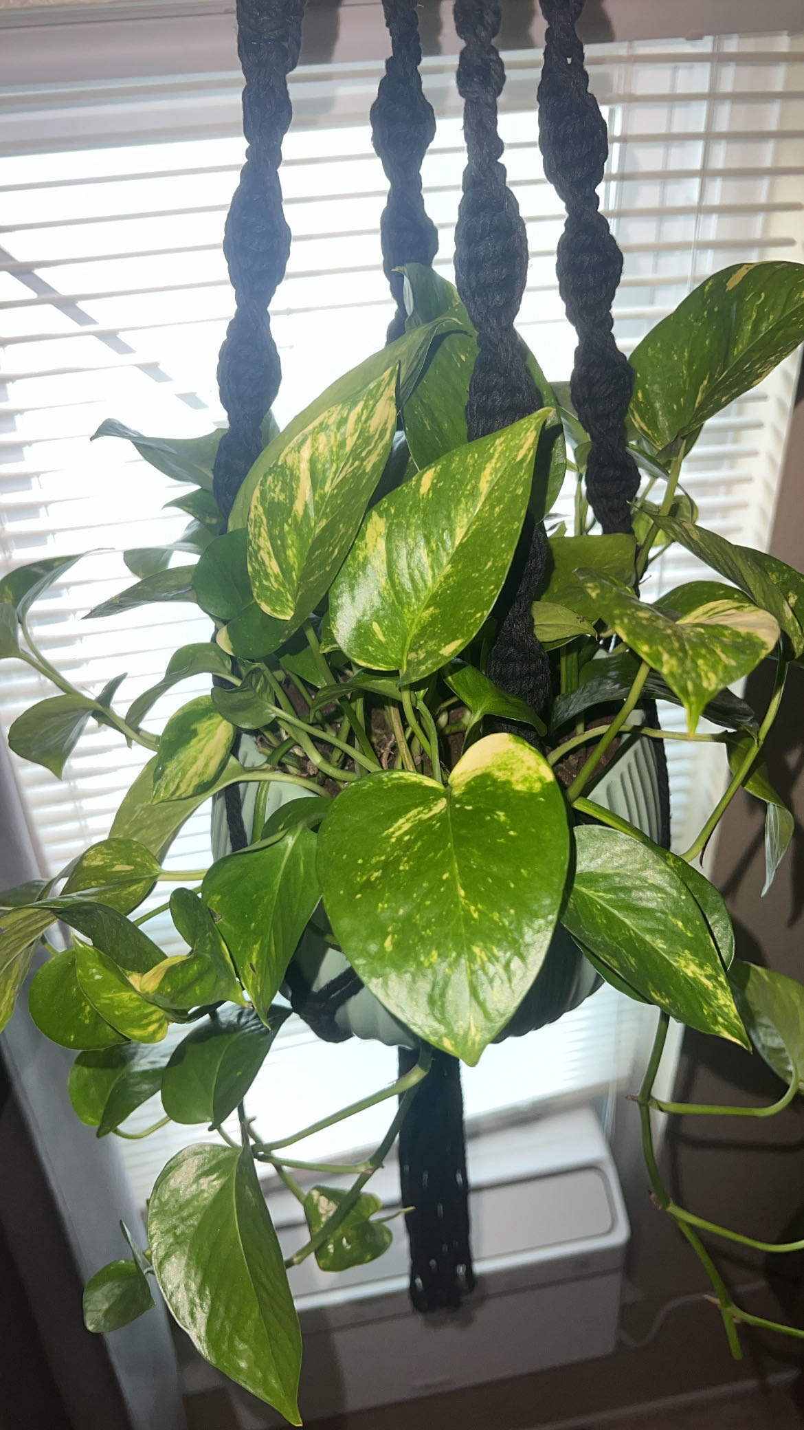 🔍 Ultimate Guide to Fixing Brown Spots on Red Pothos