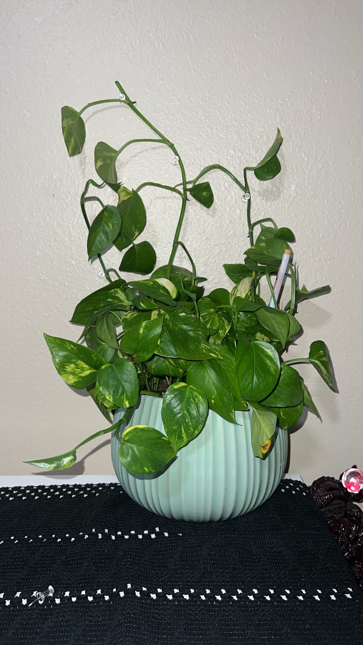 Been reading about how to train your pothos to grow up yo...