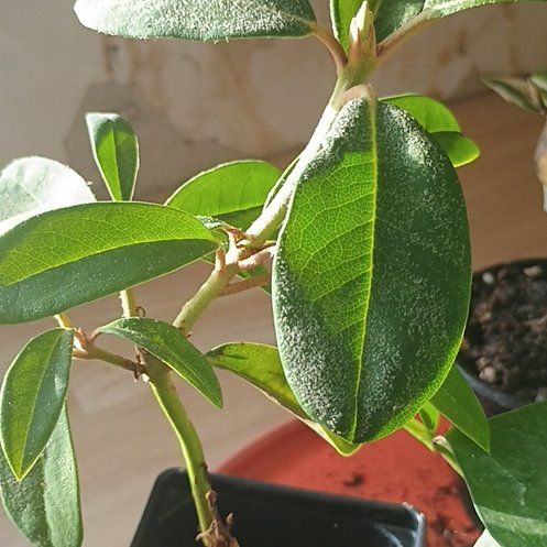 Rhododendron 'Yaku Prince' Plant Care: Water, Light, Nutrients | Greg App 🌱