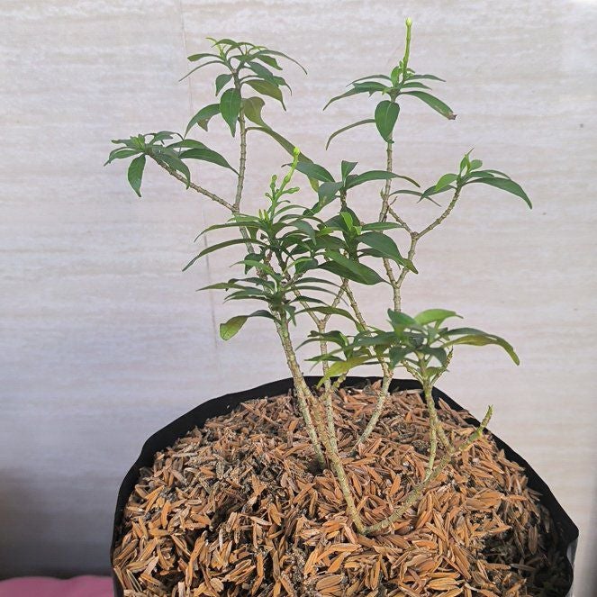 banana bush or kampupot Plant Care: Water, Light, Nutrients | Greg App 🌱