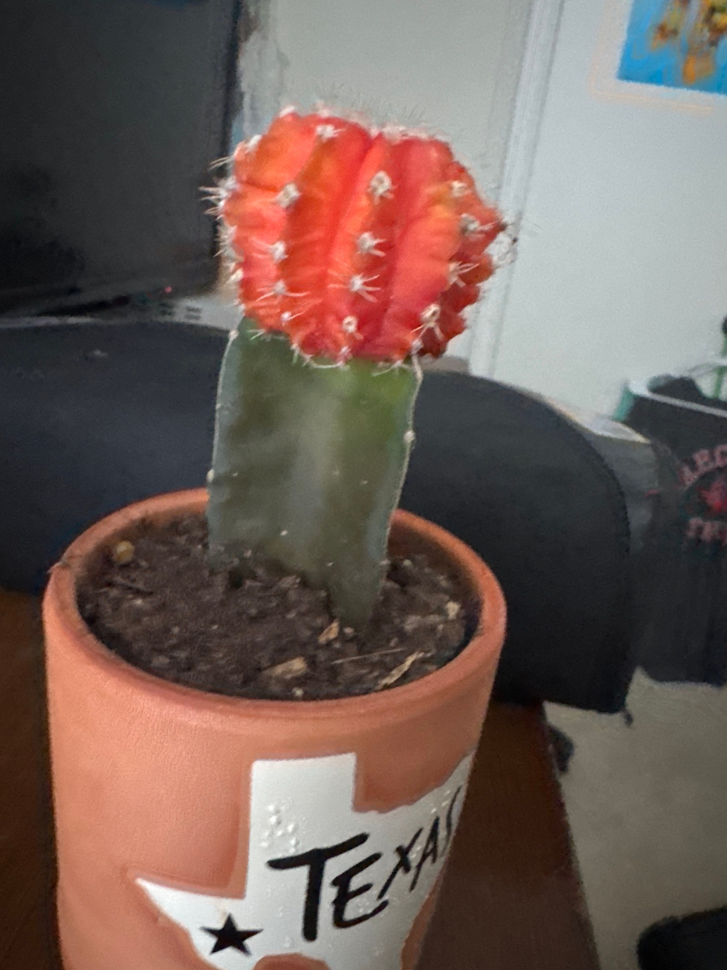 🌵 Ultimate Guide to Black Cactus Varieties