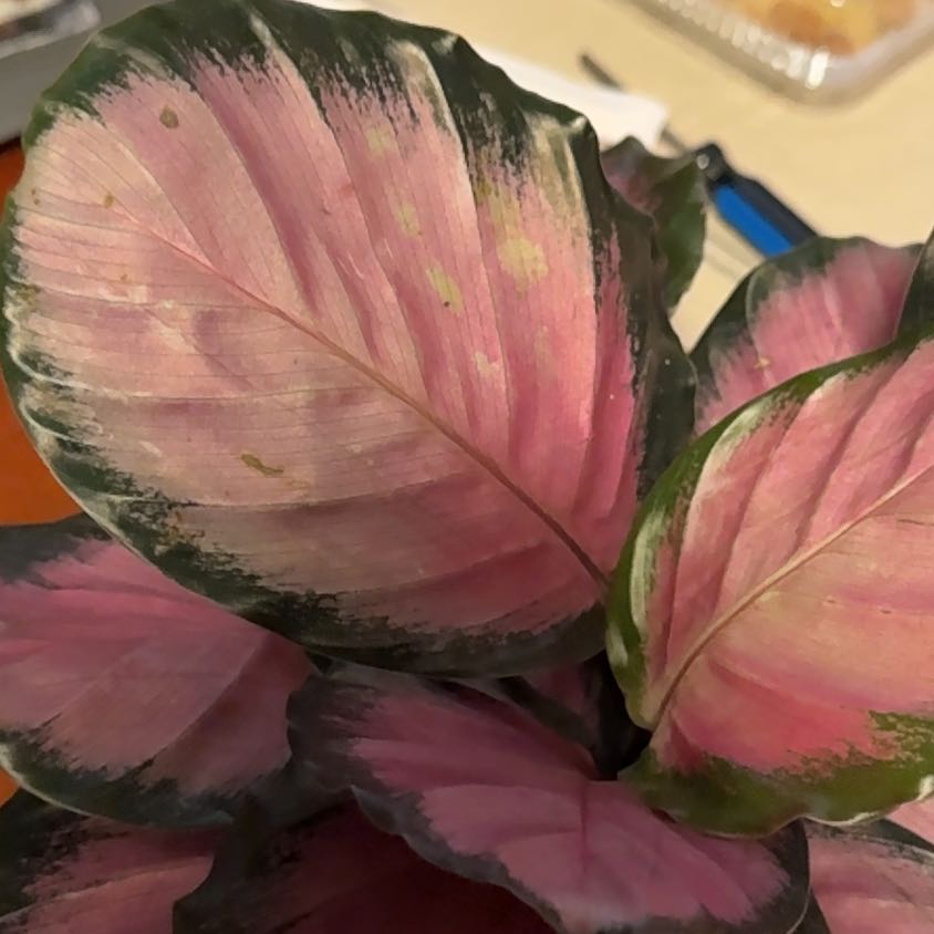 Calathea 'Pink Star': How Much Water & Light Does it Need to Thrive?