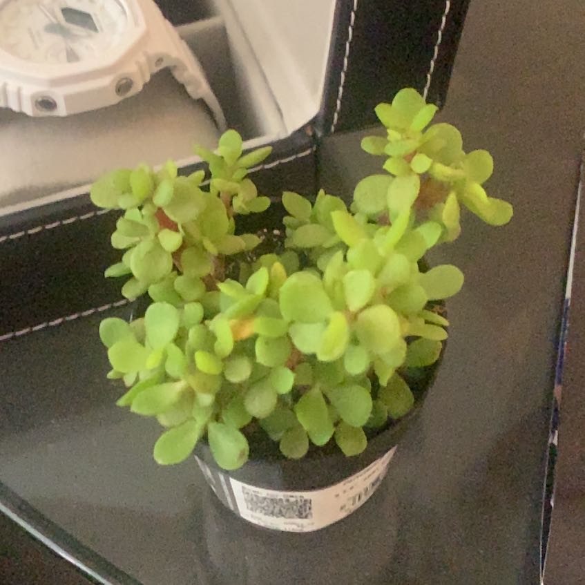 The Complete Asst Succulent Plant Care Guide: Water, Light & Beyond