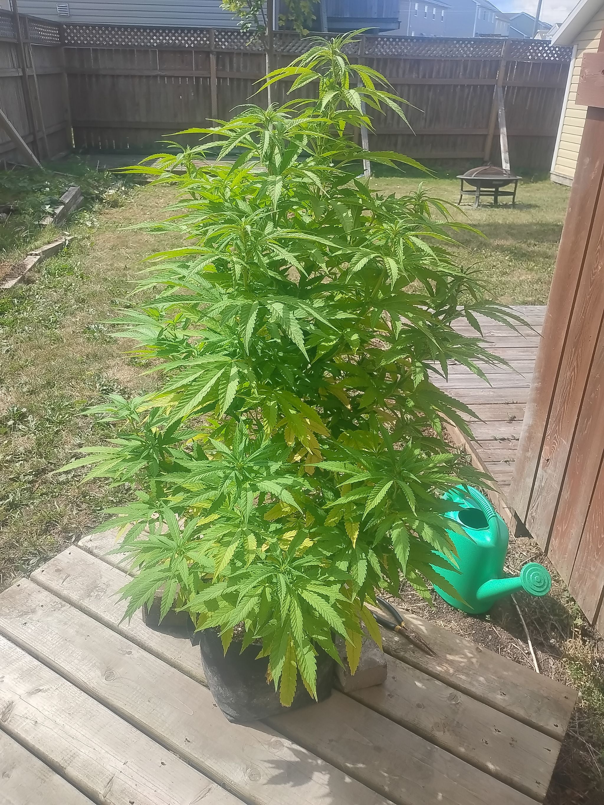 7 Key Phases of Hemp Development