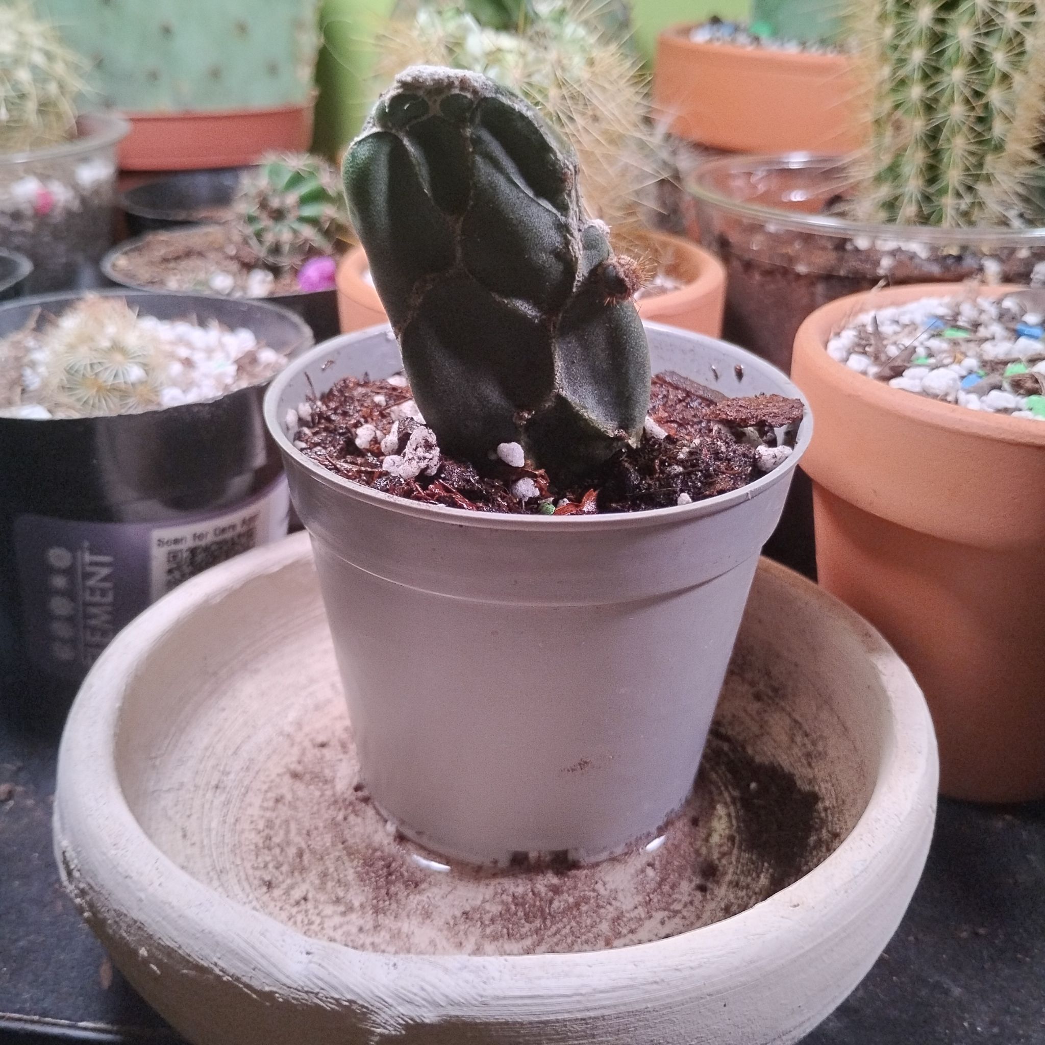 Keep Your Cobra Cactus Alive: Light, Water & Care Instructions