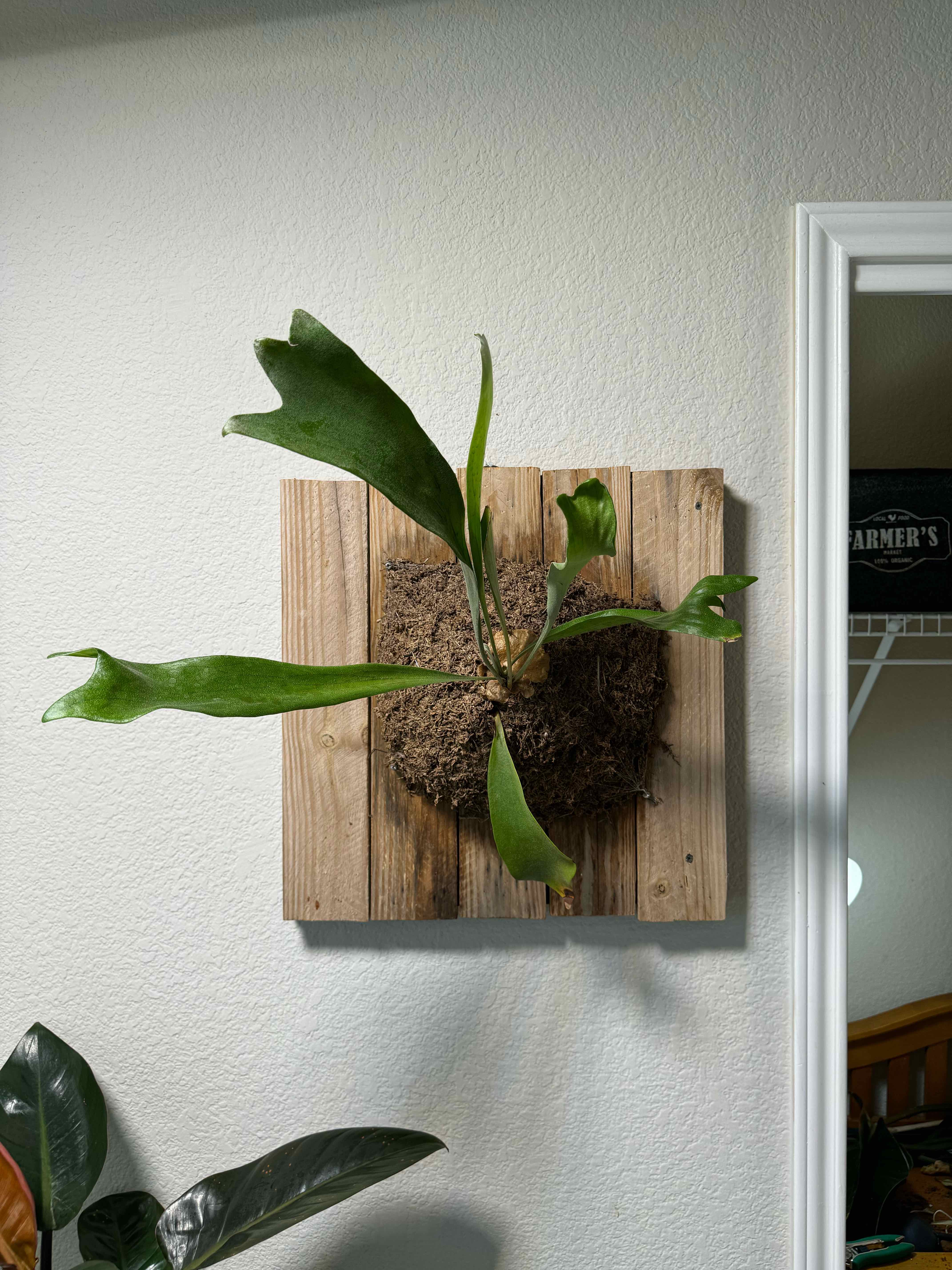 Propagating Staghorn Fern: The Ultimate Guide