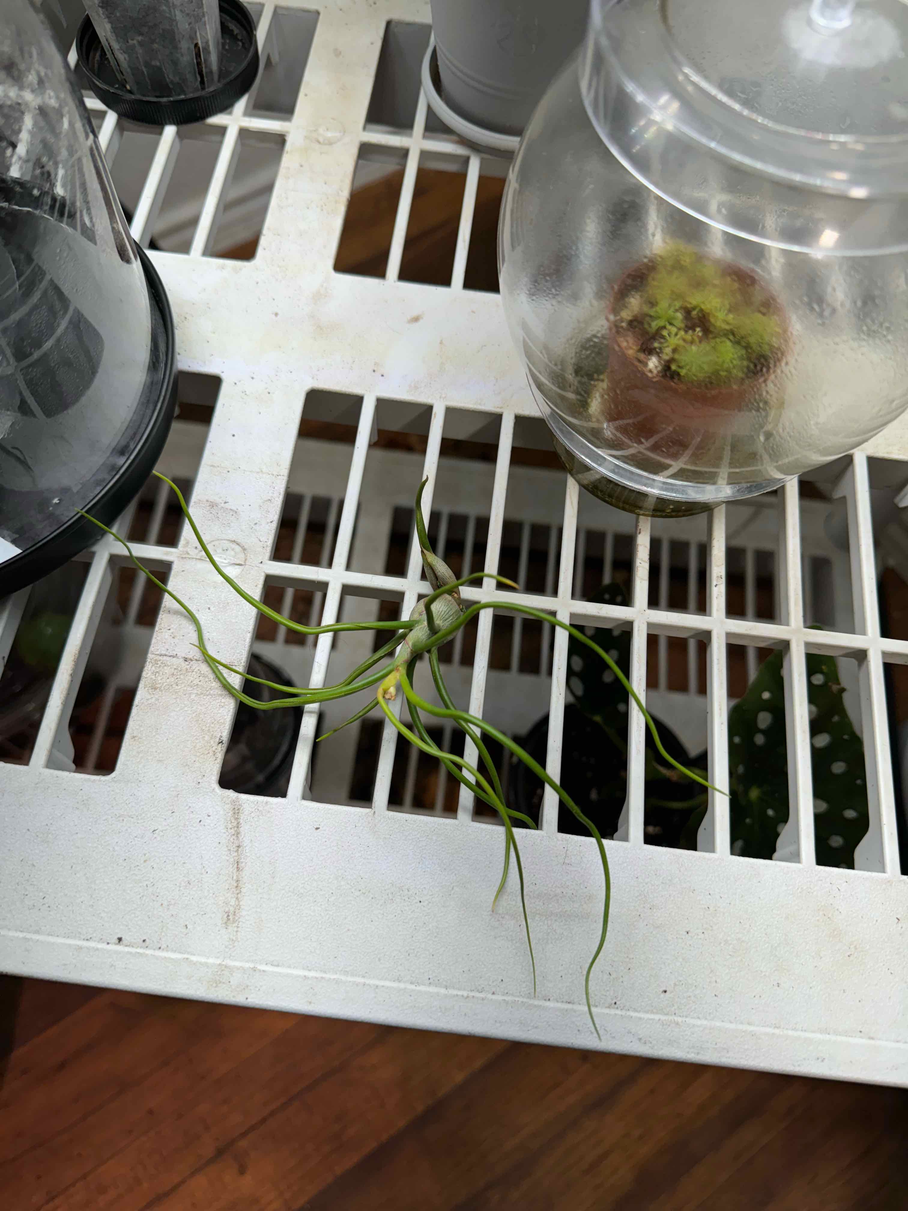 What Are The Bugs on My Medusa Head Air Plant? 🐛