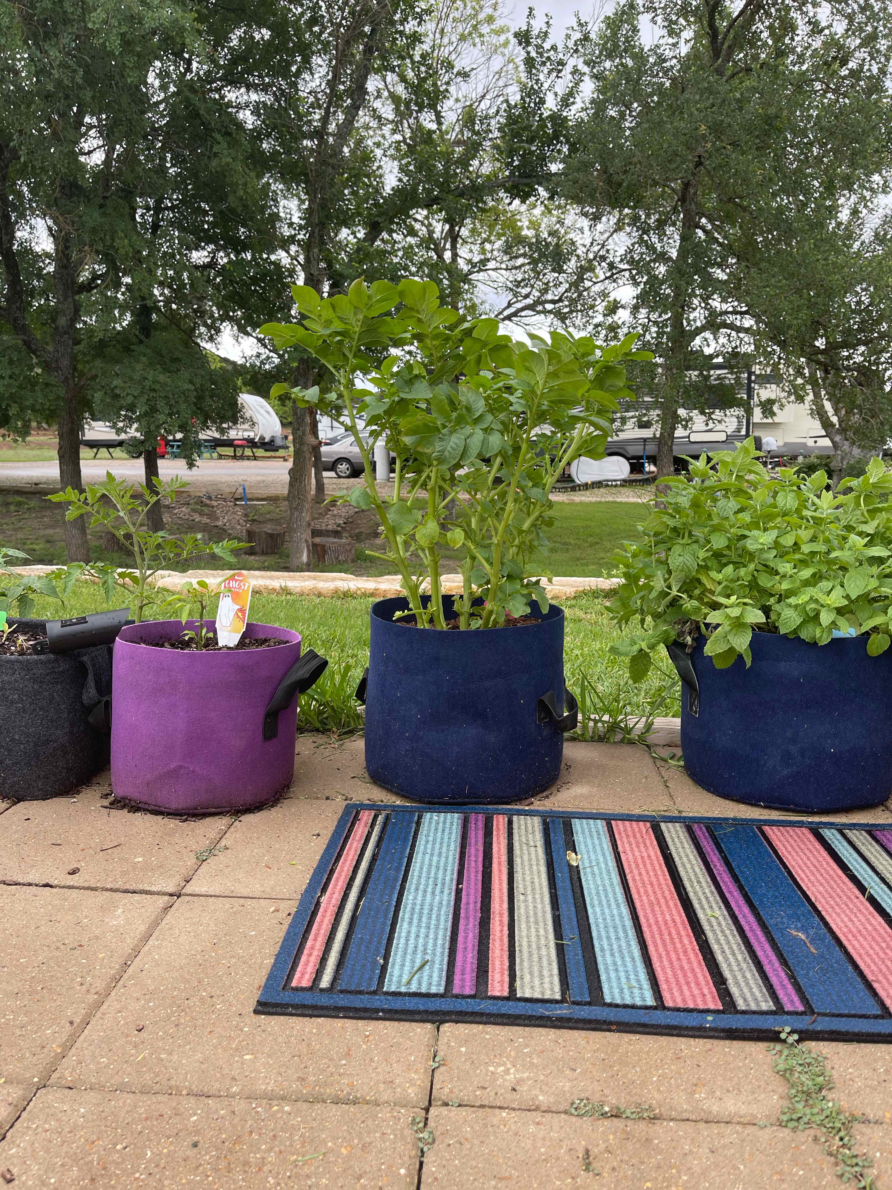 10 Benefits of Having a Potato