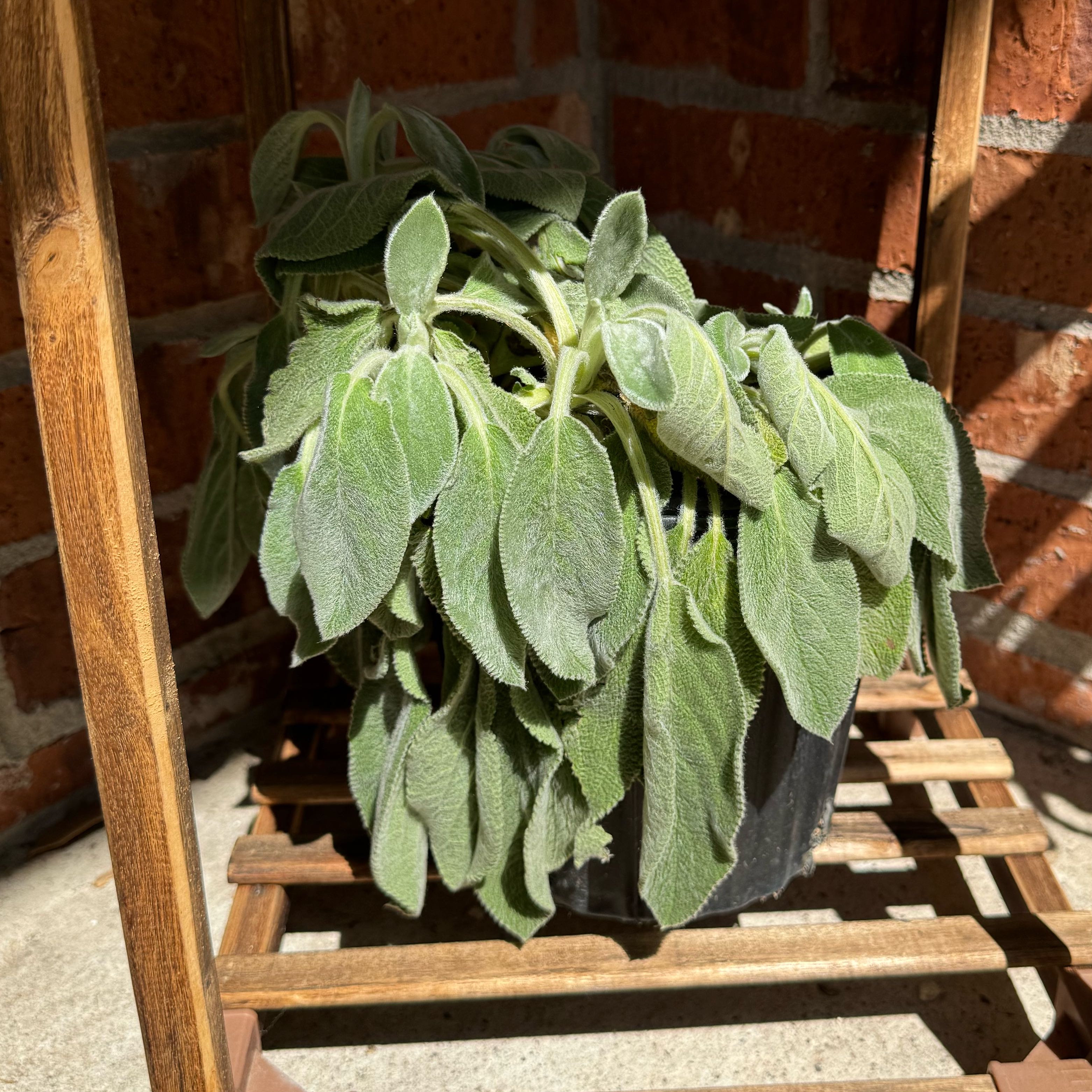 🐑 10 Advantages of Having a Lamb's Ear