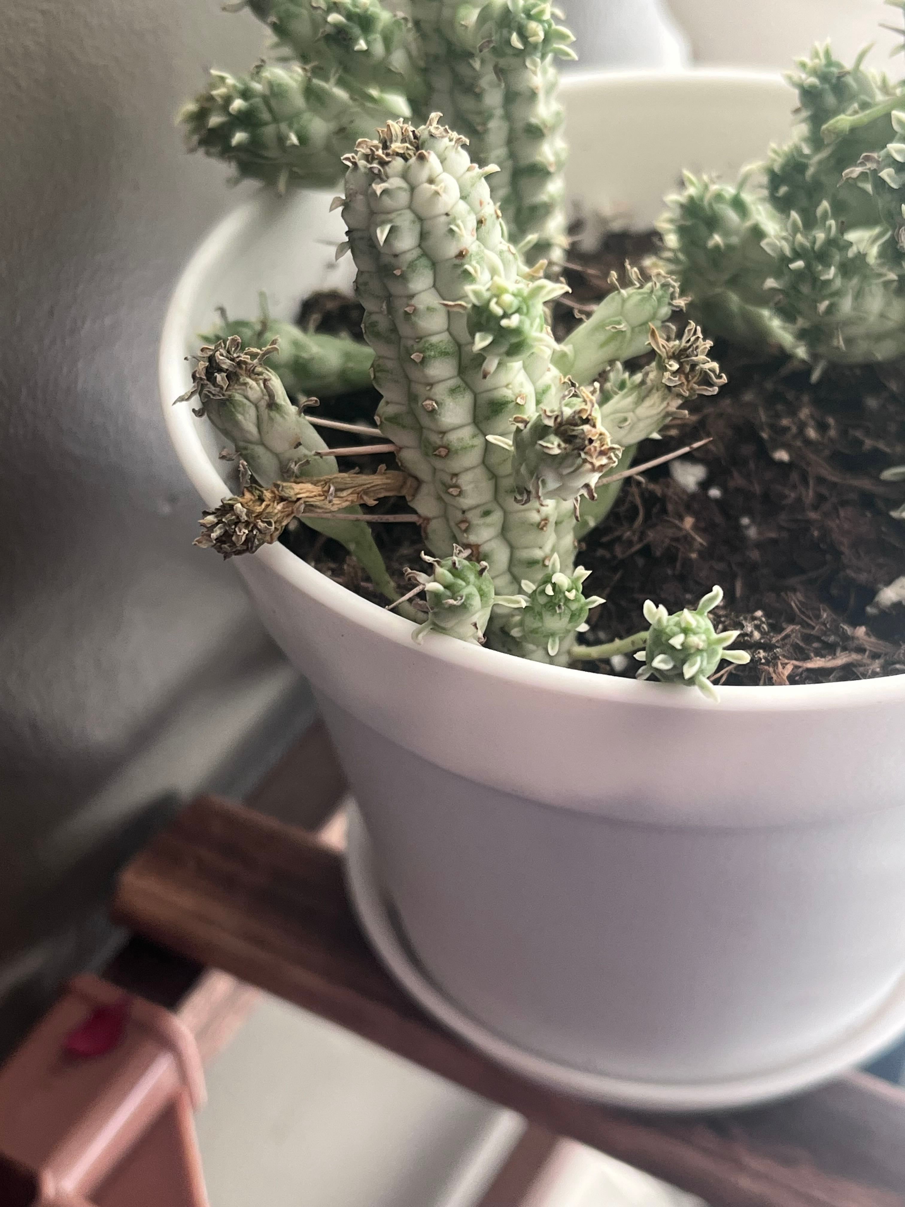 🍷 3 Do's and Don'ts of Growing Euphorbia 'Miner's Merlot'