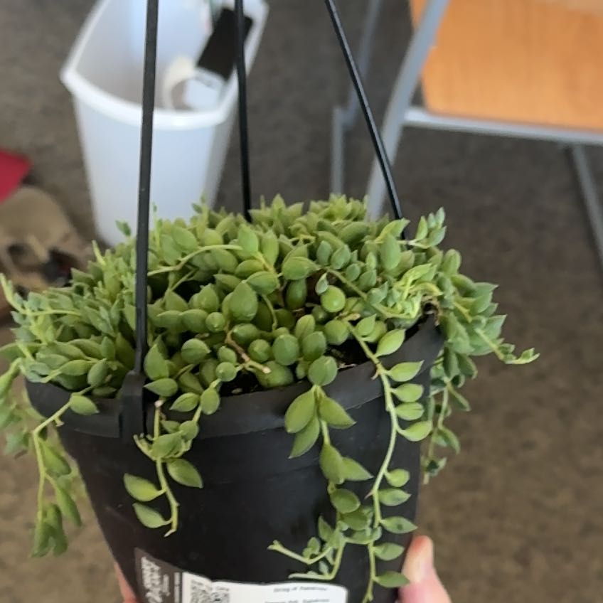String Of Raindrops Plant Care: Water, Light, Nutrients | Greg App 🌱
