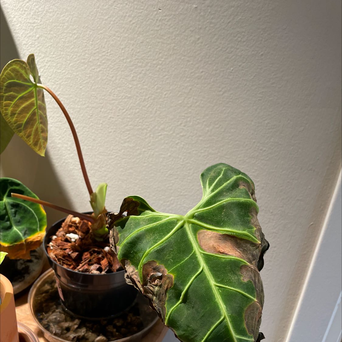 What Do I Do About anthurium regale root rot?