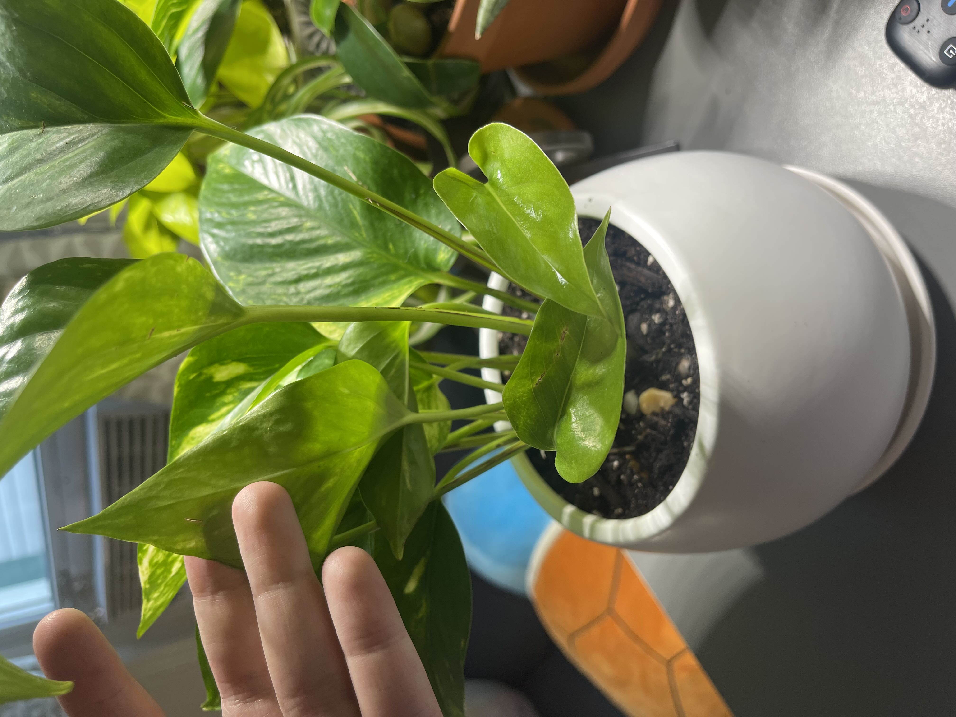 Why is my golden pothos putting out such small leaves?