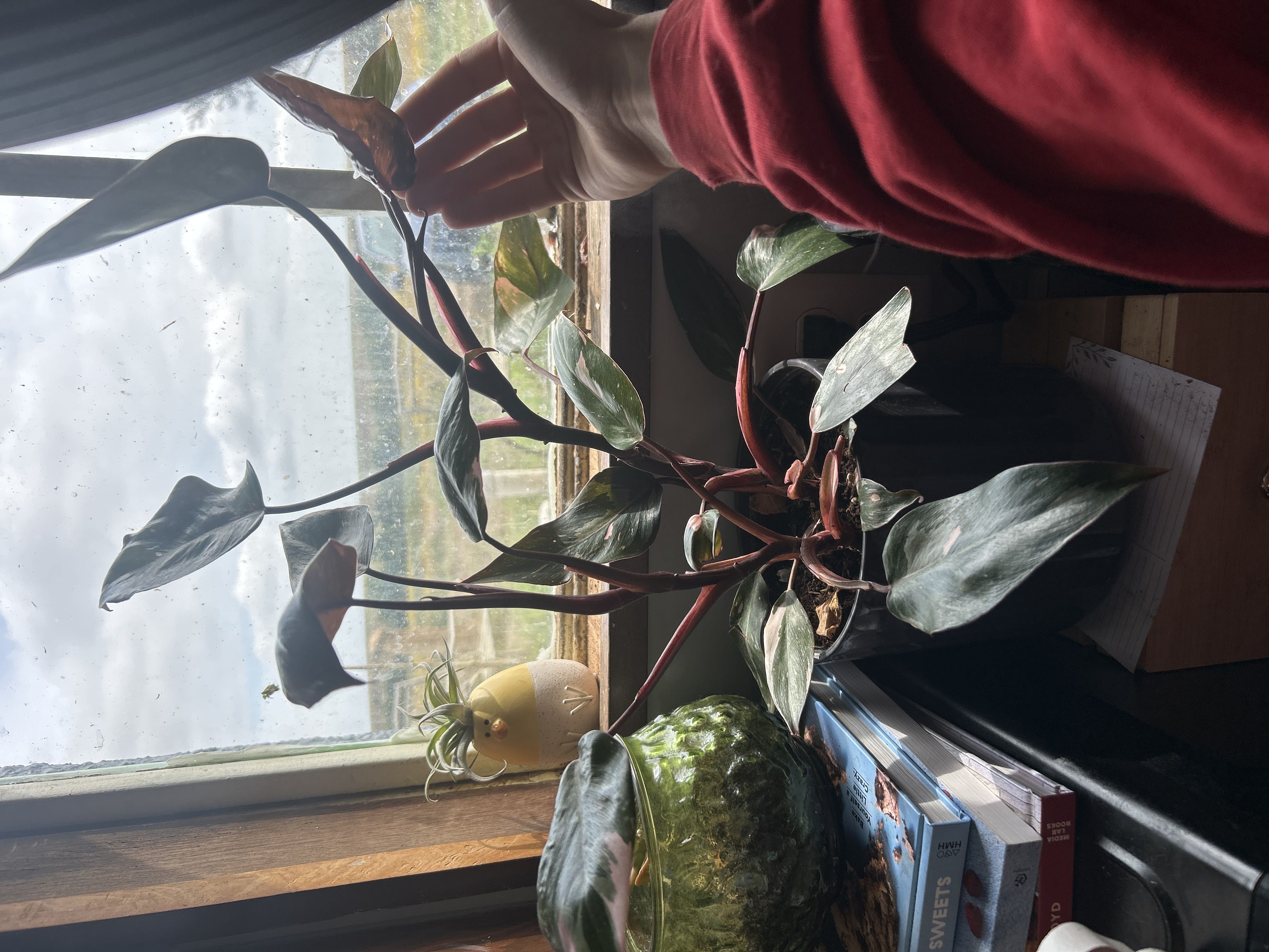 Variegated Philodendron Xanadu Drooping Leaves 🍂