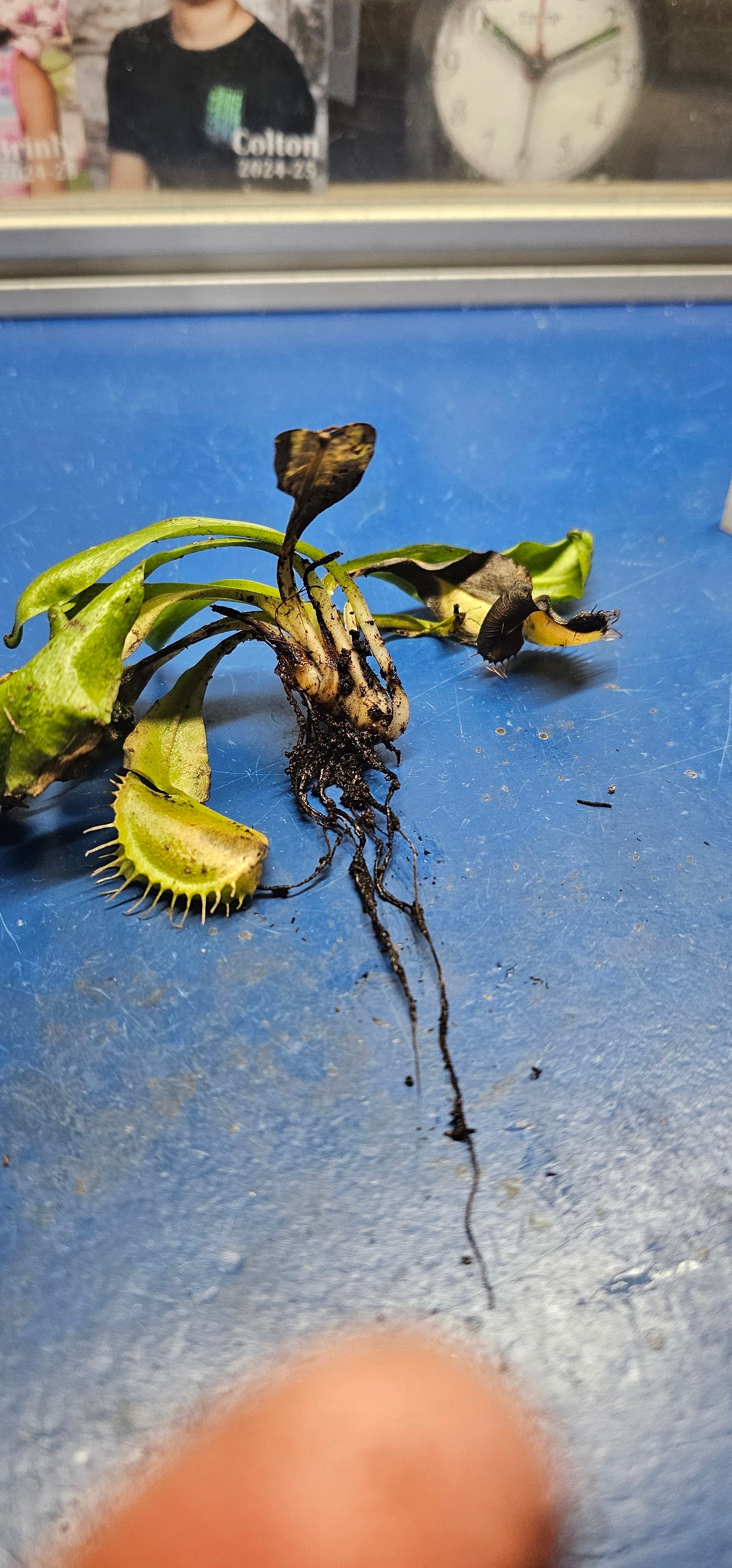 Common Venus Flytrap Problems and Solutions 🪰