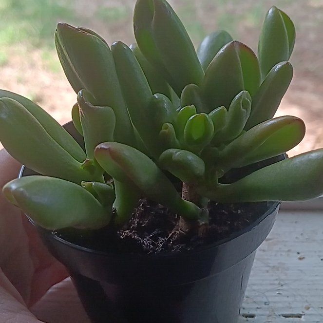 The Complete ET's Fingers Jade Plant Care Guide: Water, Light & Beyond