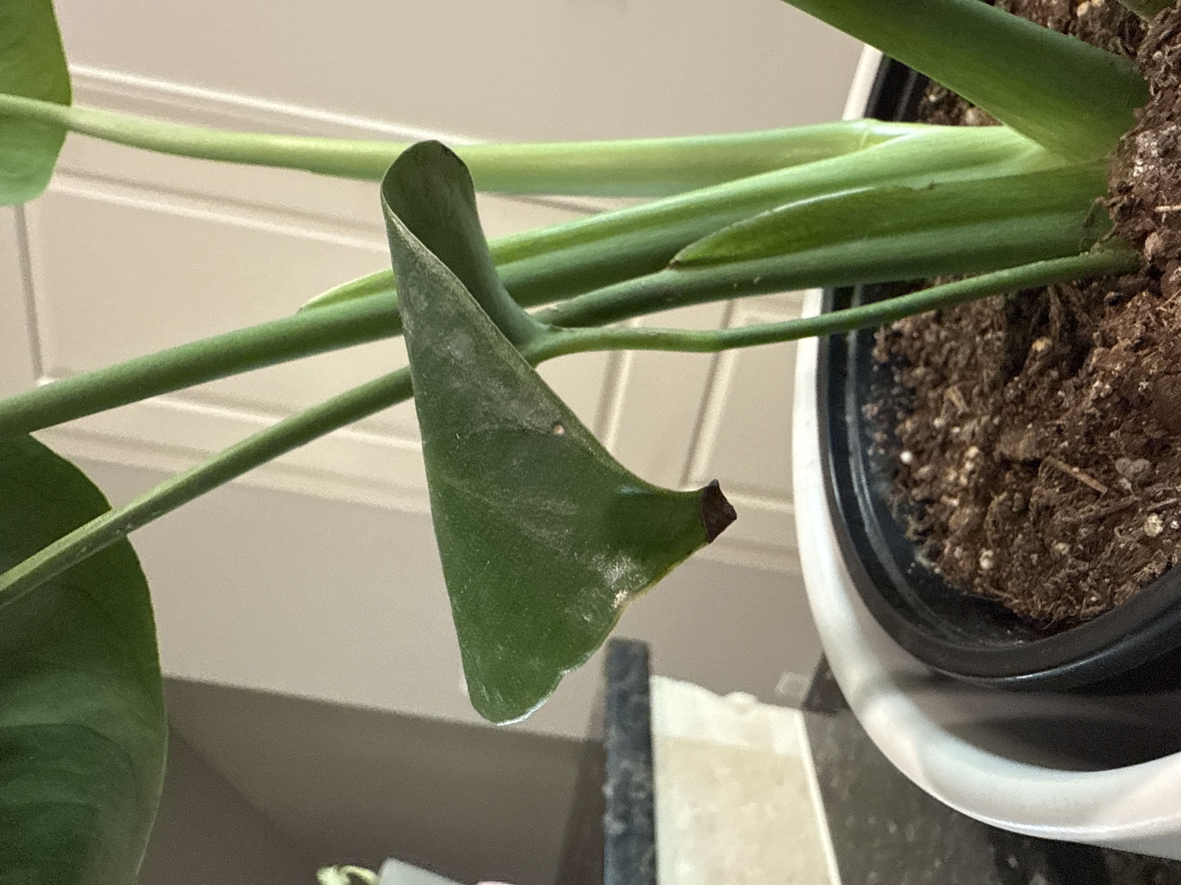Monstera Height and Width Guide