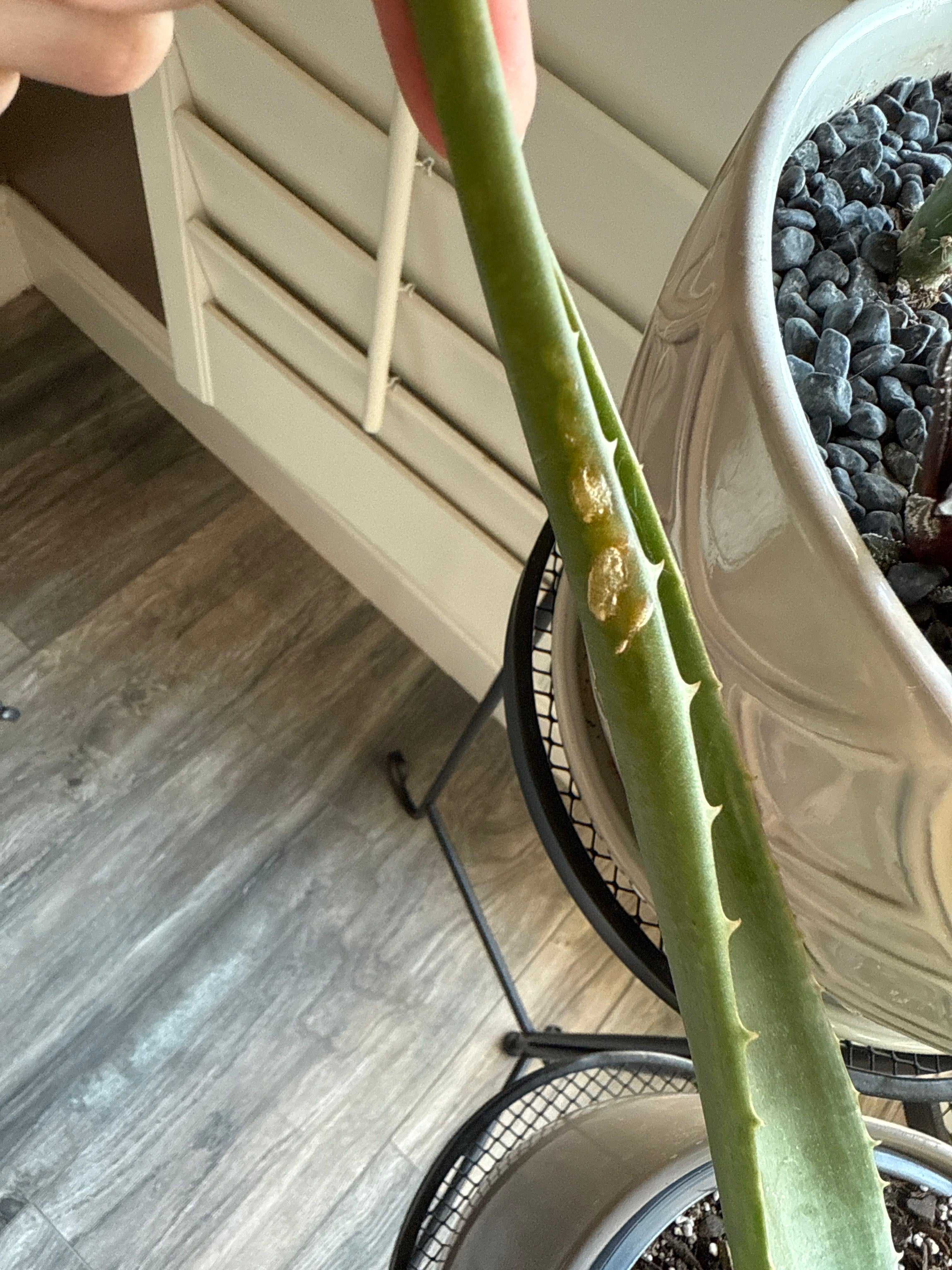 🌵 6 Factors for Optimal Agave Growth