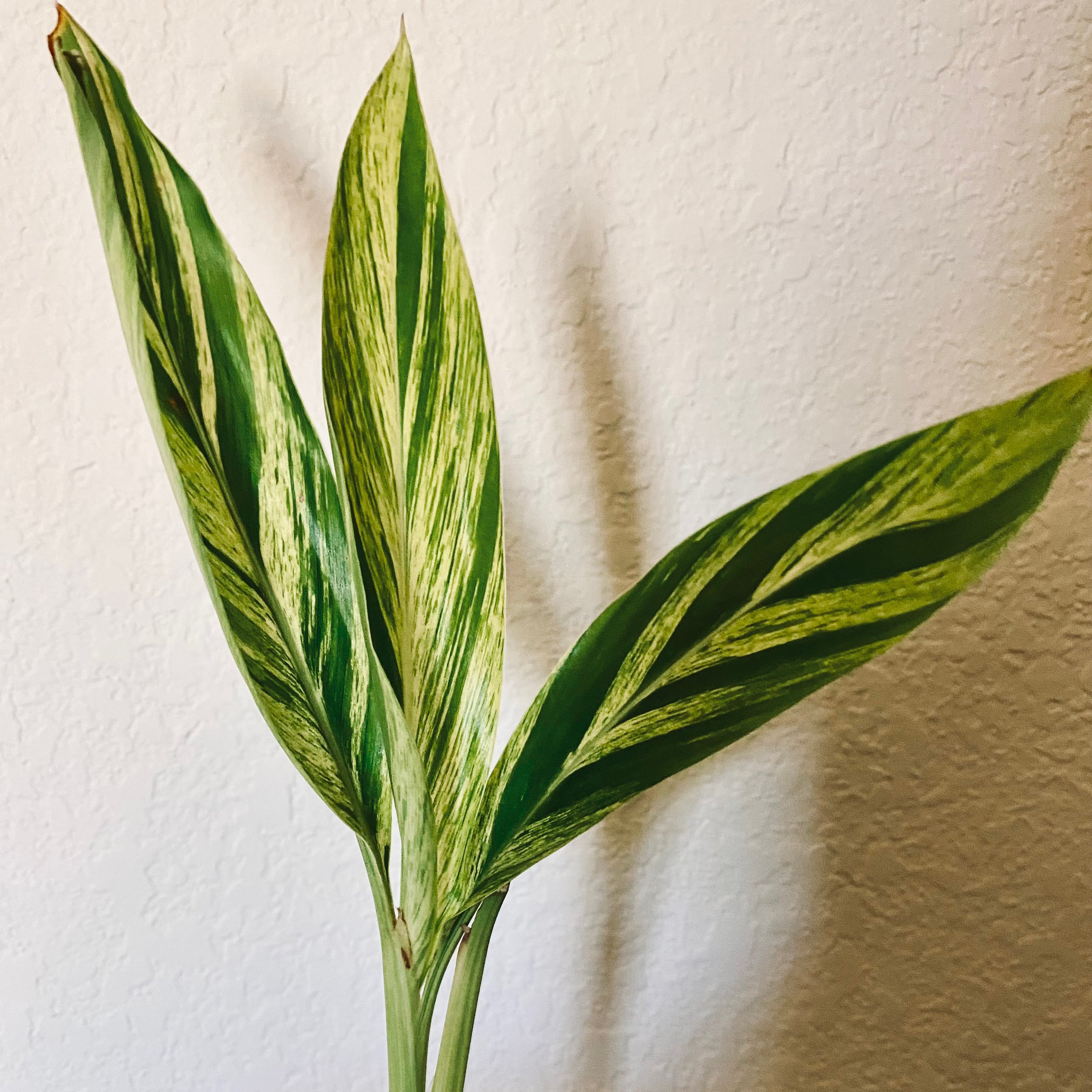 How Should Variegated Shell Ginger Be Cut Back?
