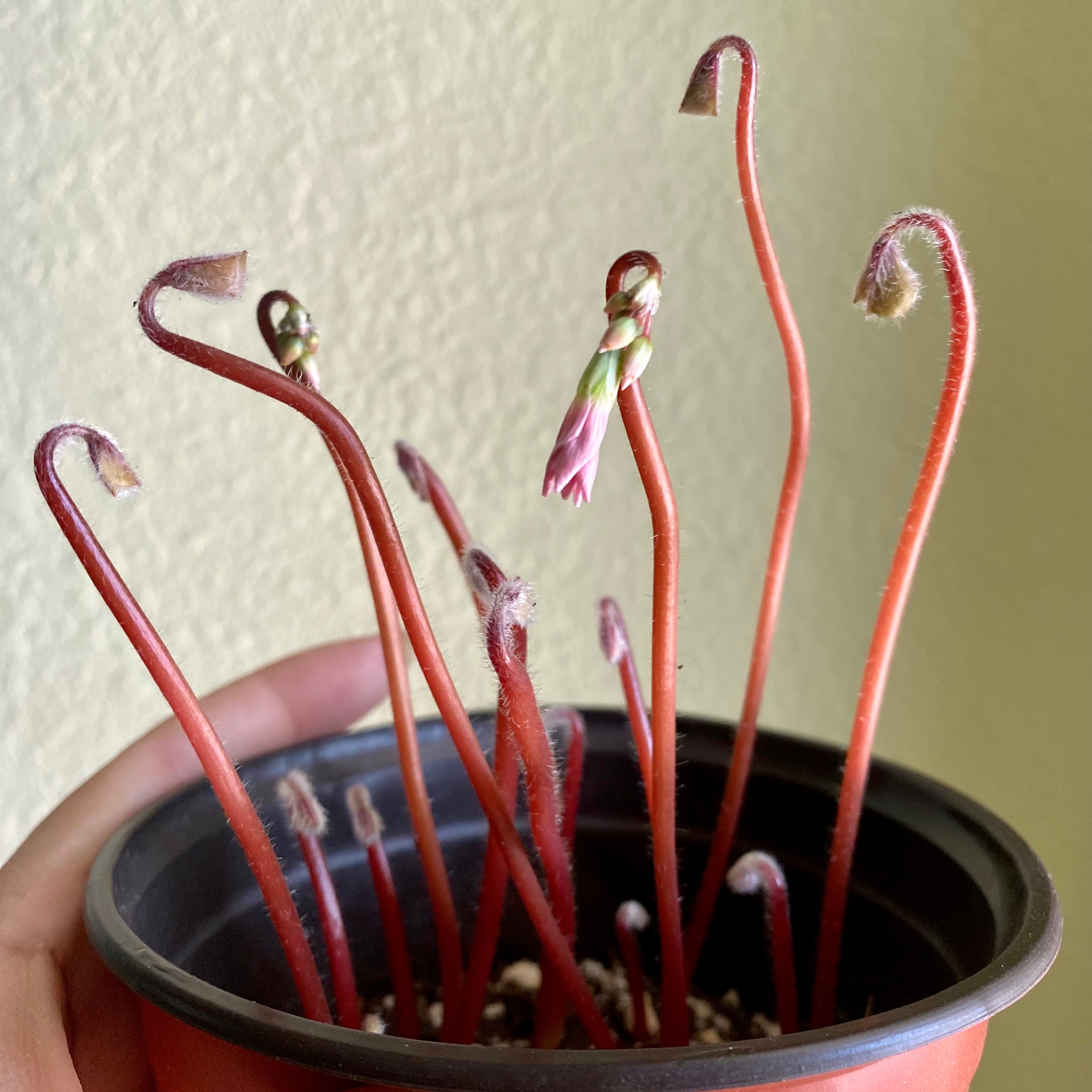 🍀 Propagating Your Shamrock: Step-by-Step Guide