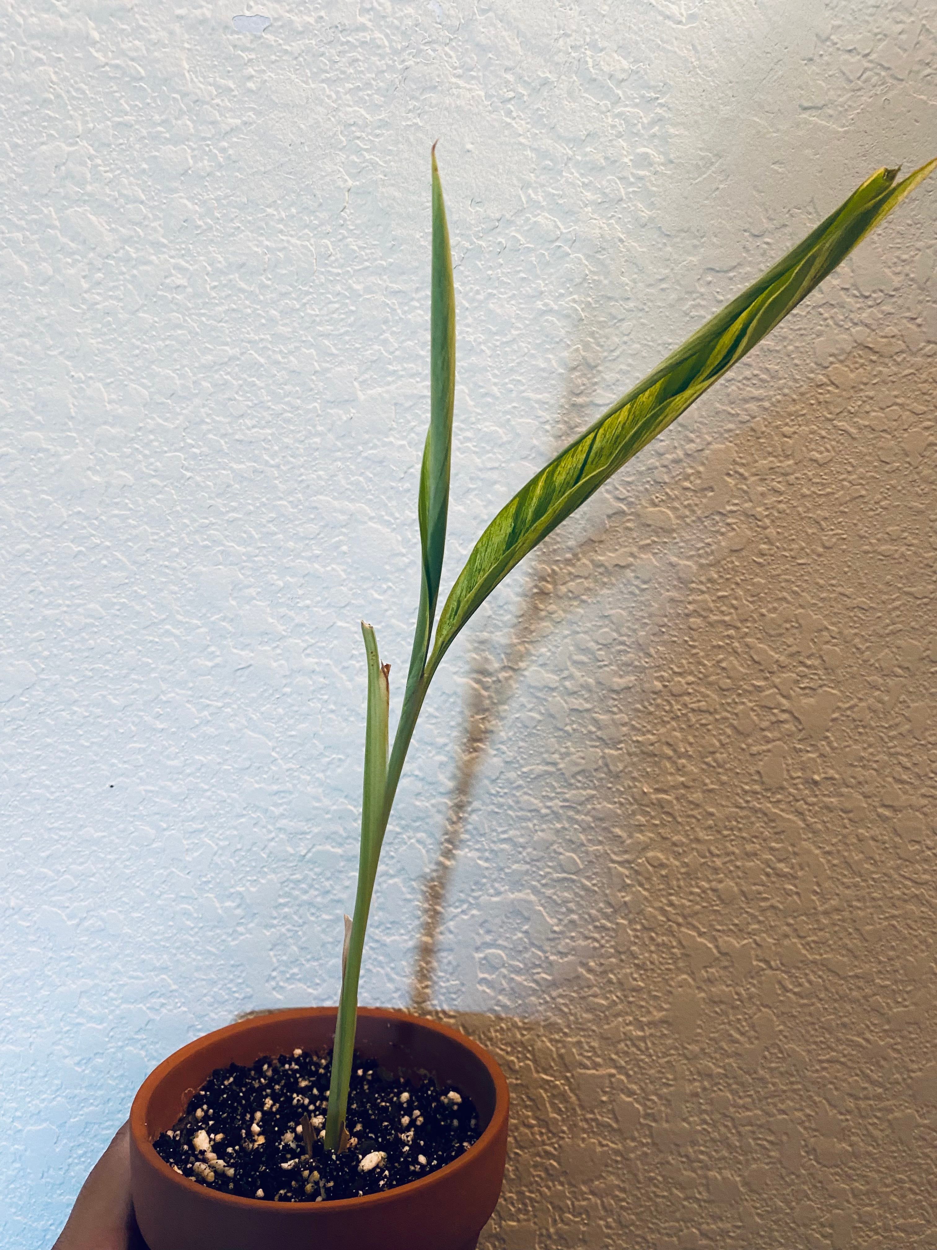 Variegated Shell Ginger Plant Care: Water, Light, Nutrients | Greg App 🌱
