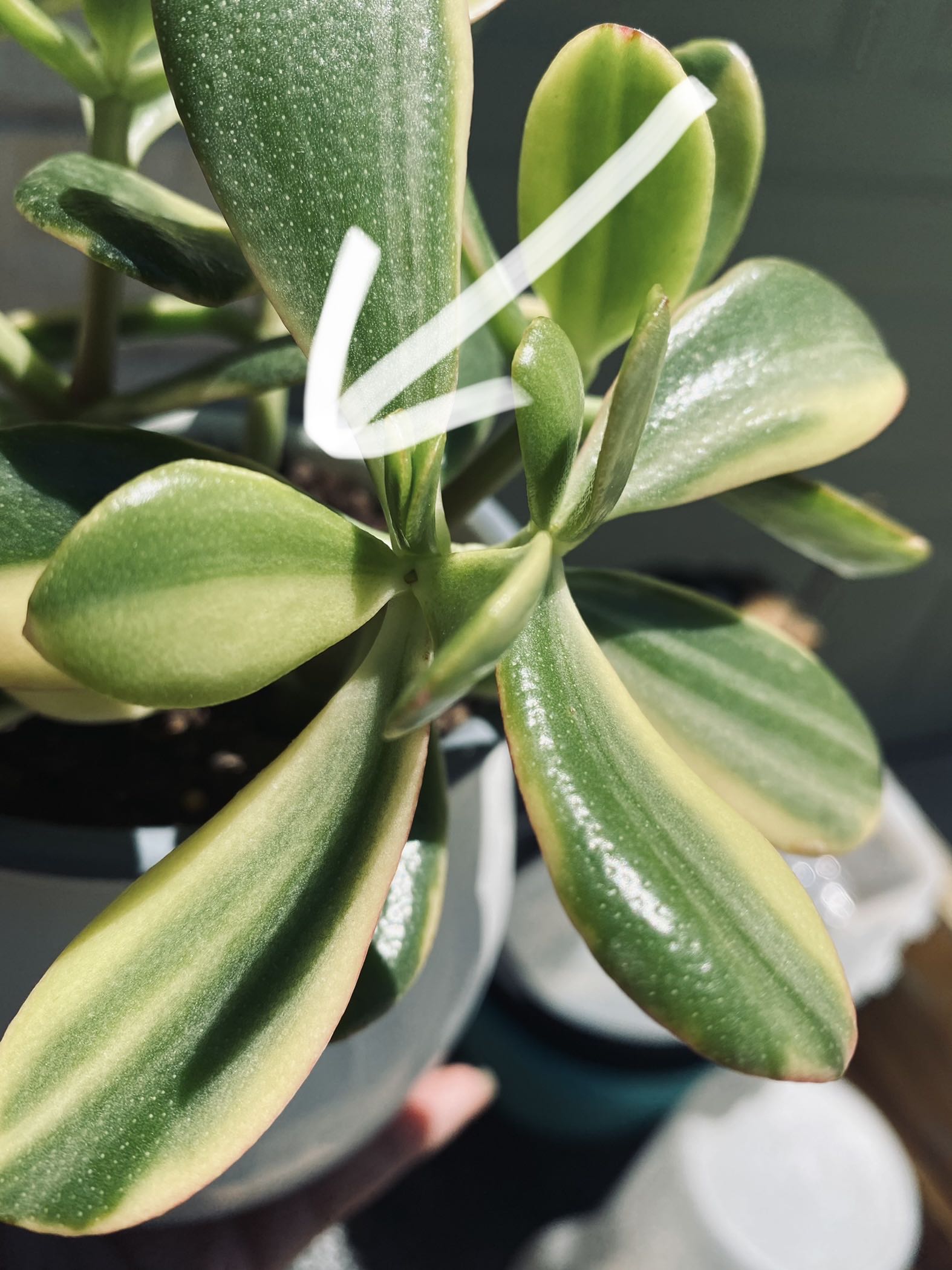 What to Do if Your Variegated Jade Plant Won't Flower 🌸