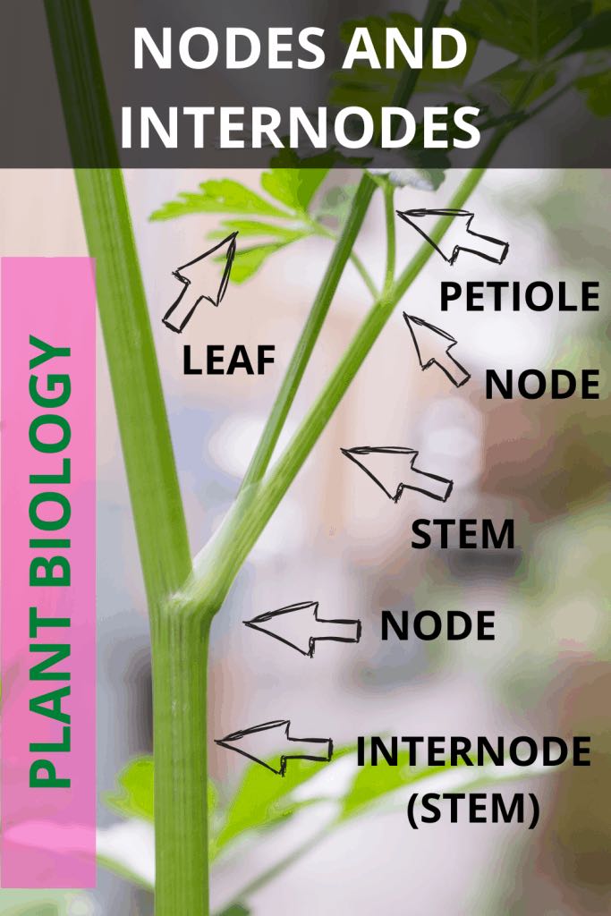 When propagating plants, how many nodes do I need fo root...