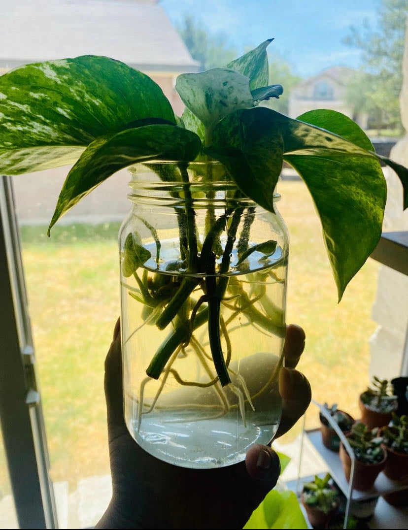 What is Pothos Water and why is everyone talking about it...