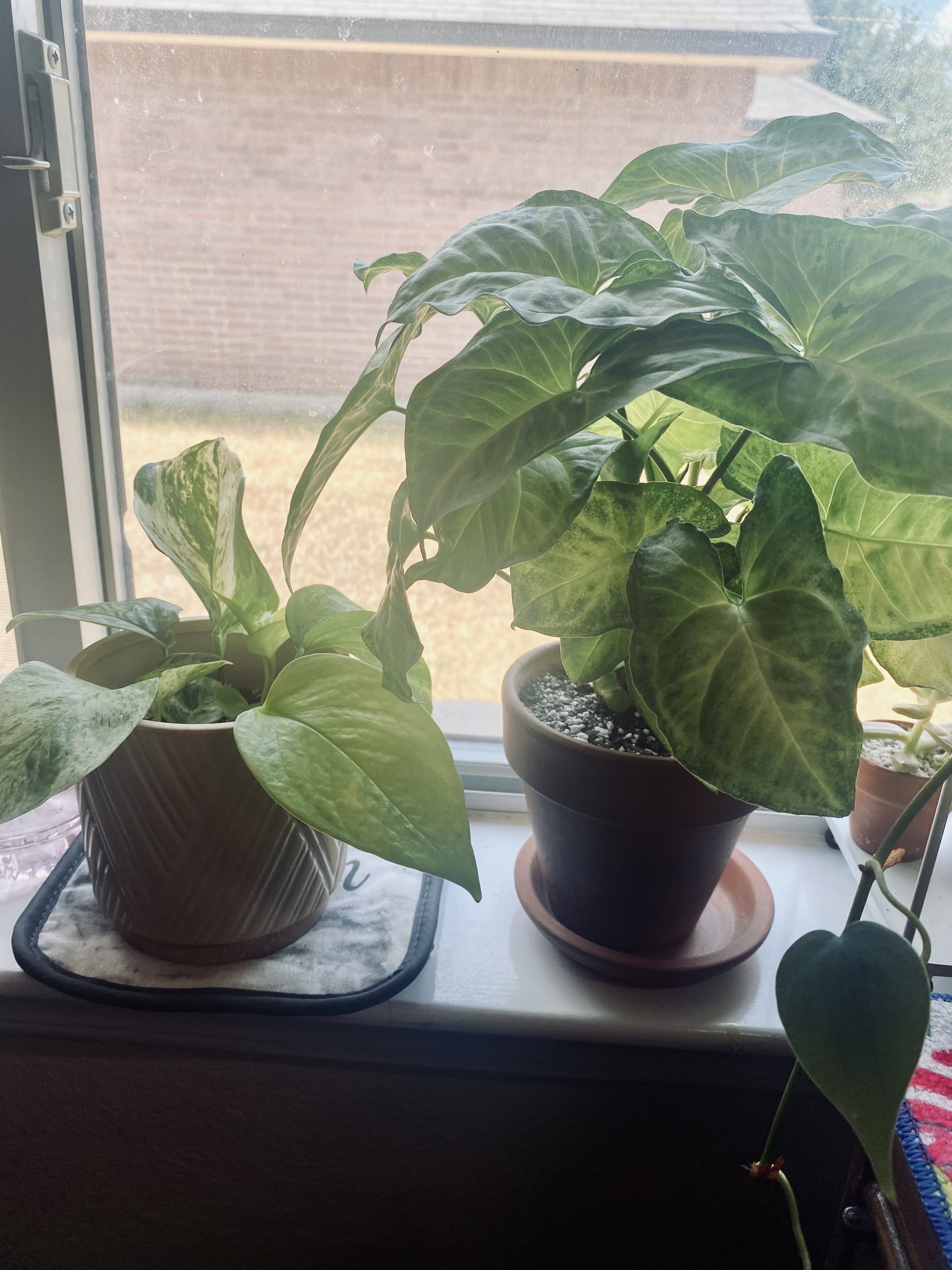 Midori's growth and Splash's debut