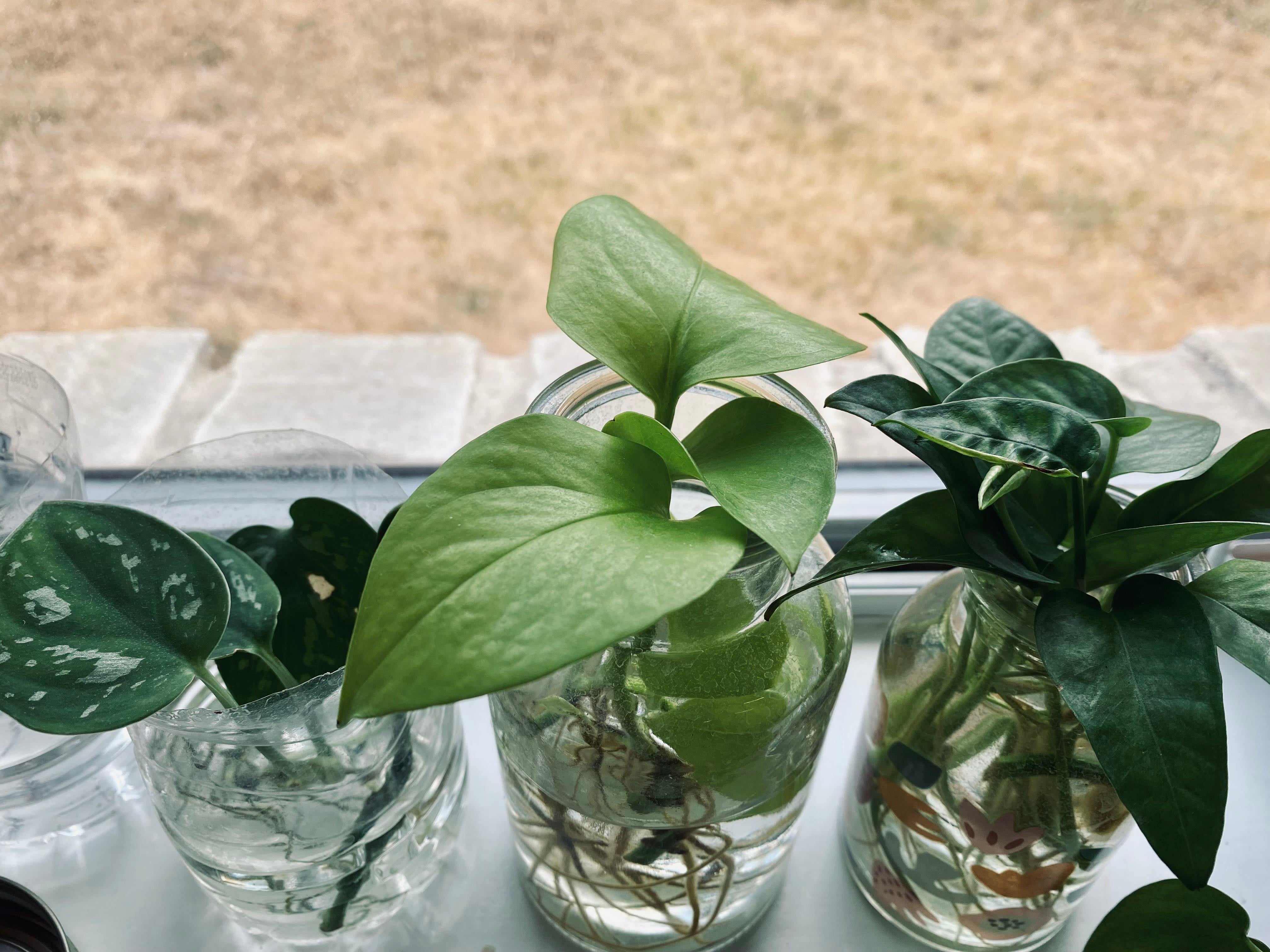 Different types of #PothosWater? 🤔💧🌿