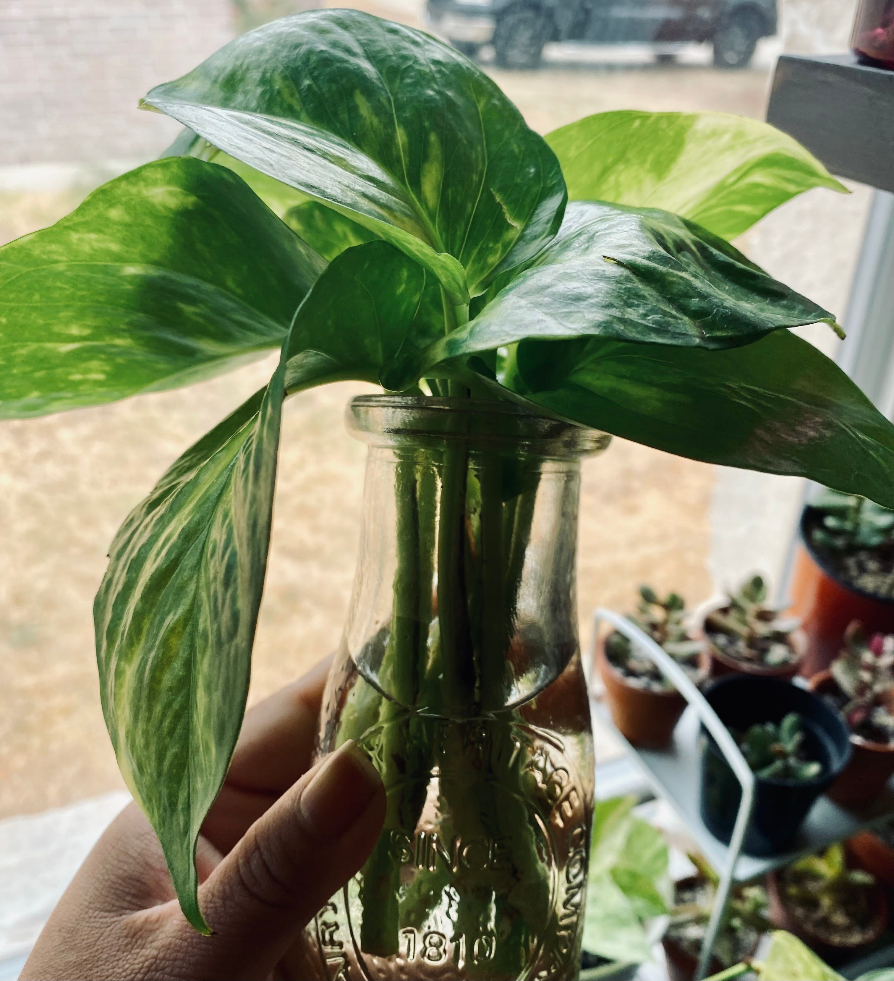 *THE* Golden Pothos Water Experiment 🌿
