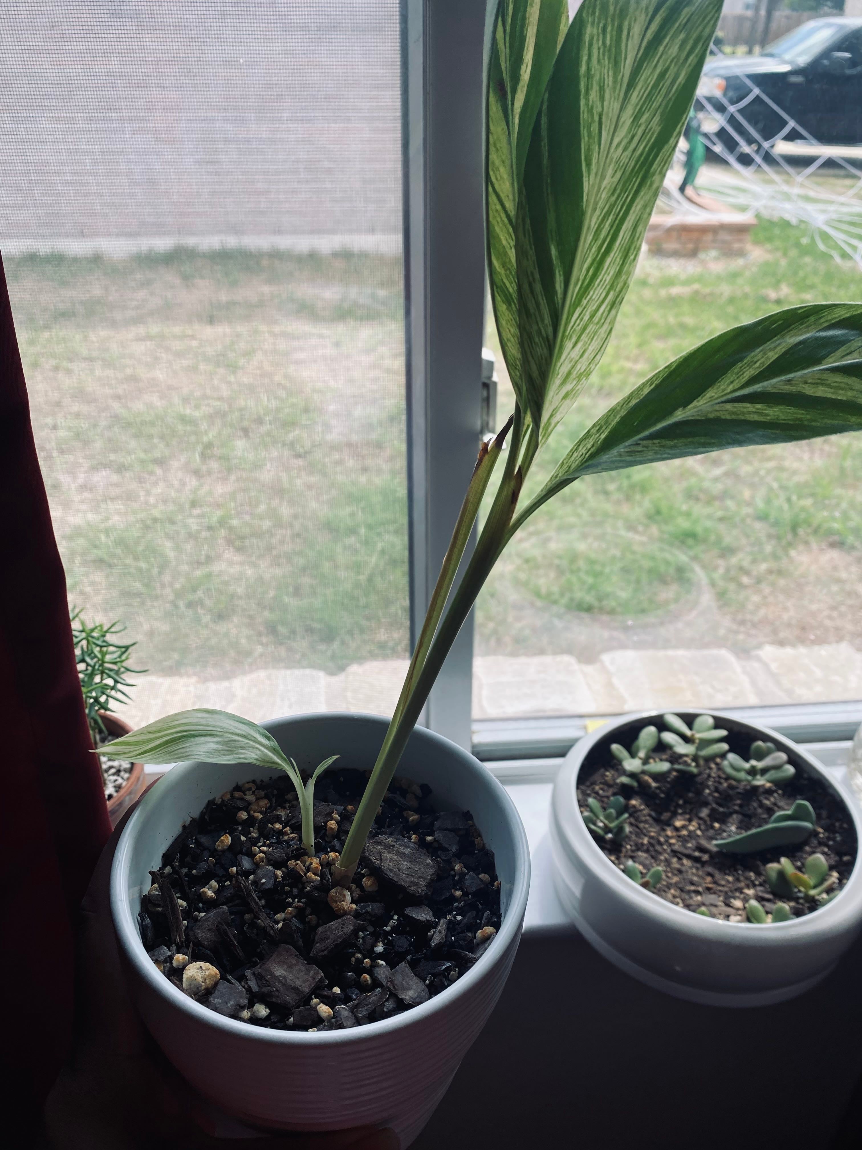 Variegated Shell Ginger Plant Care: Water, Light, Nutrients | Greg App 🌱